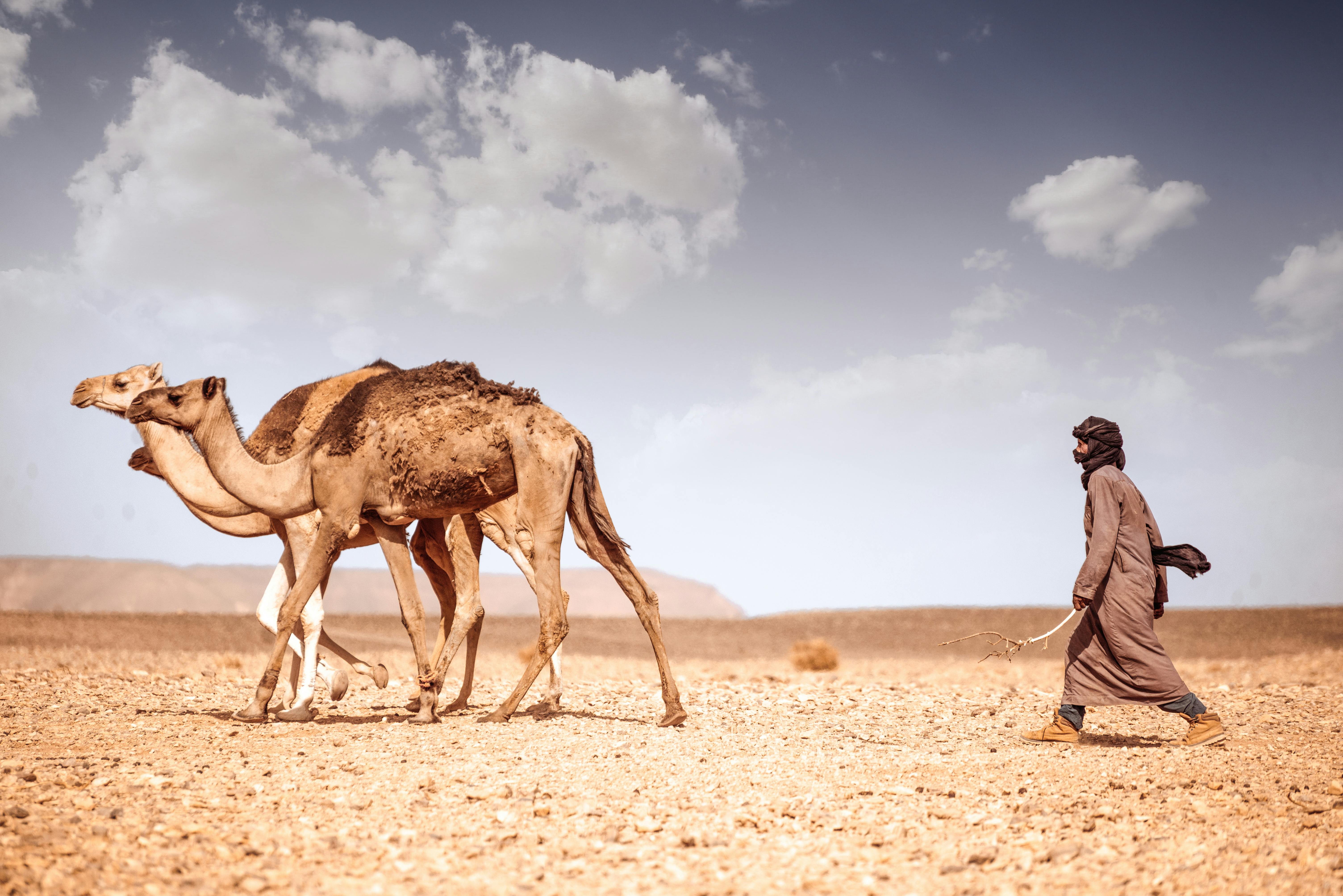 Grayscale Photography of Man Luring Camels · Free Stock Photo