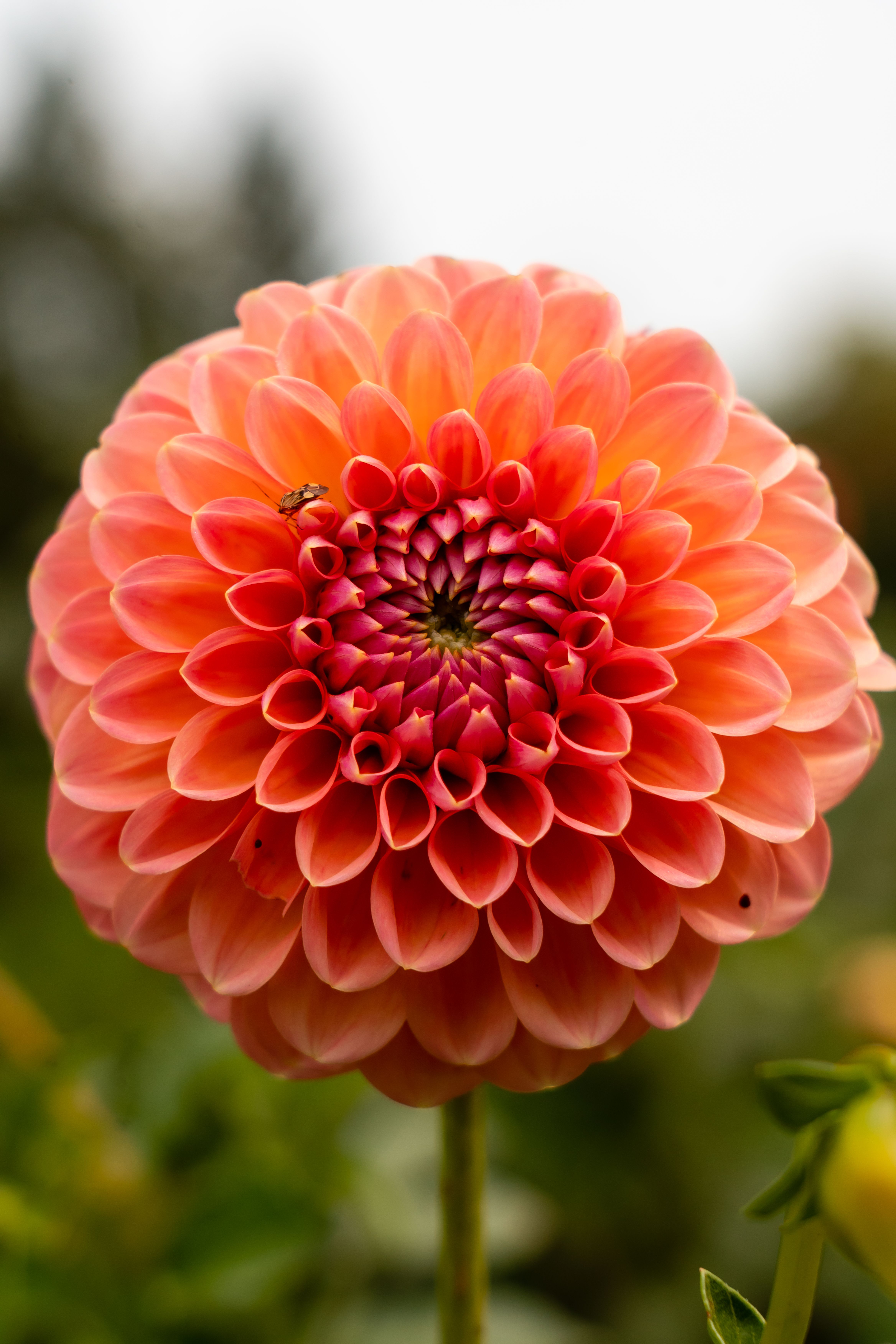 Close-Up Shot of a Flower in Bloom · Free Stock Photo