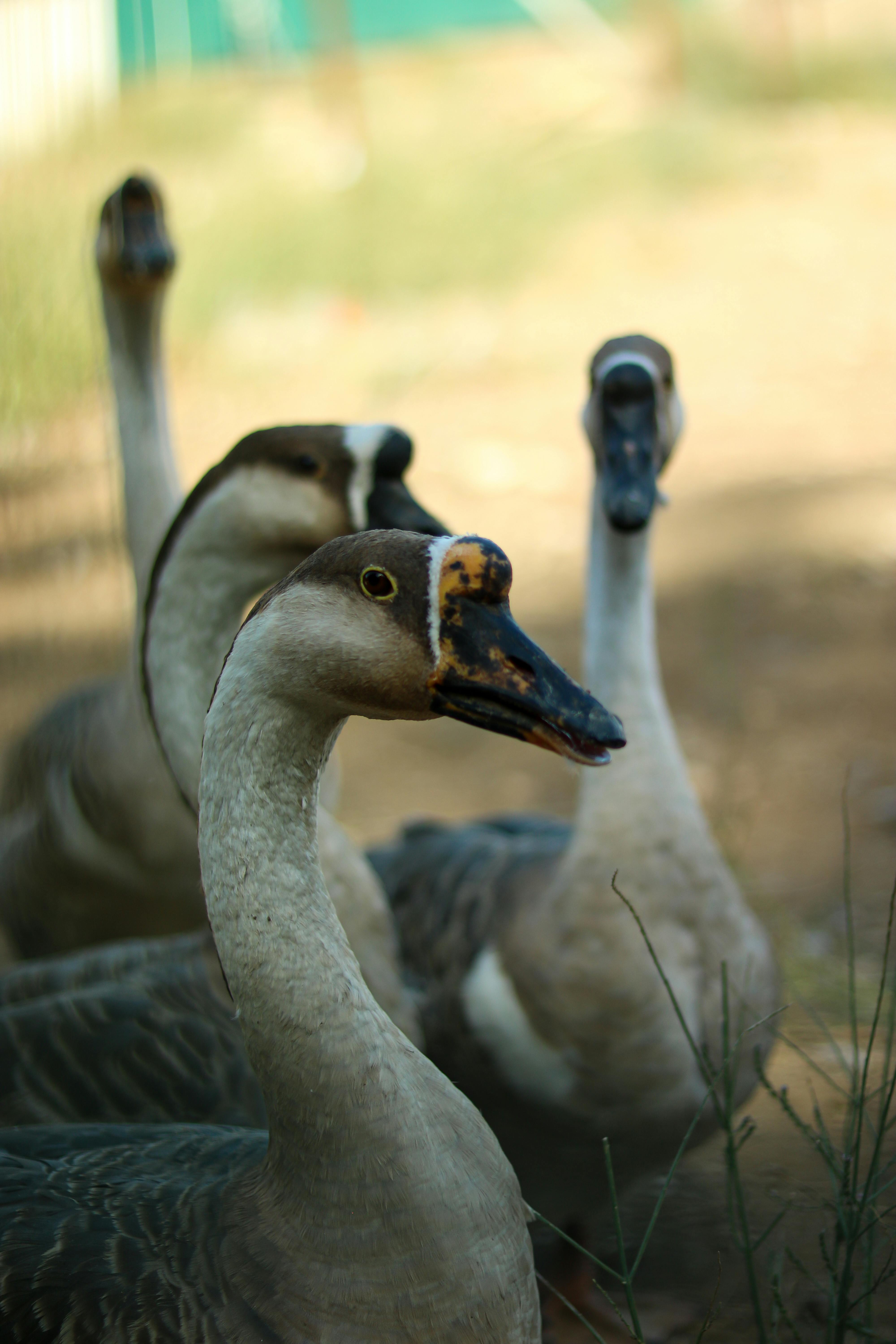 Close Up Photo of Goose · Free Stock Photo