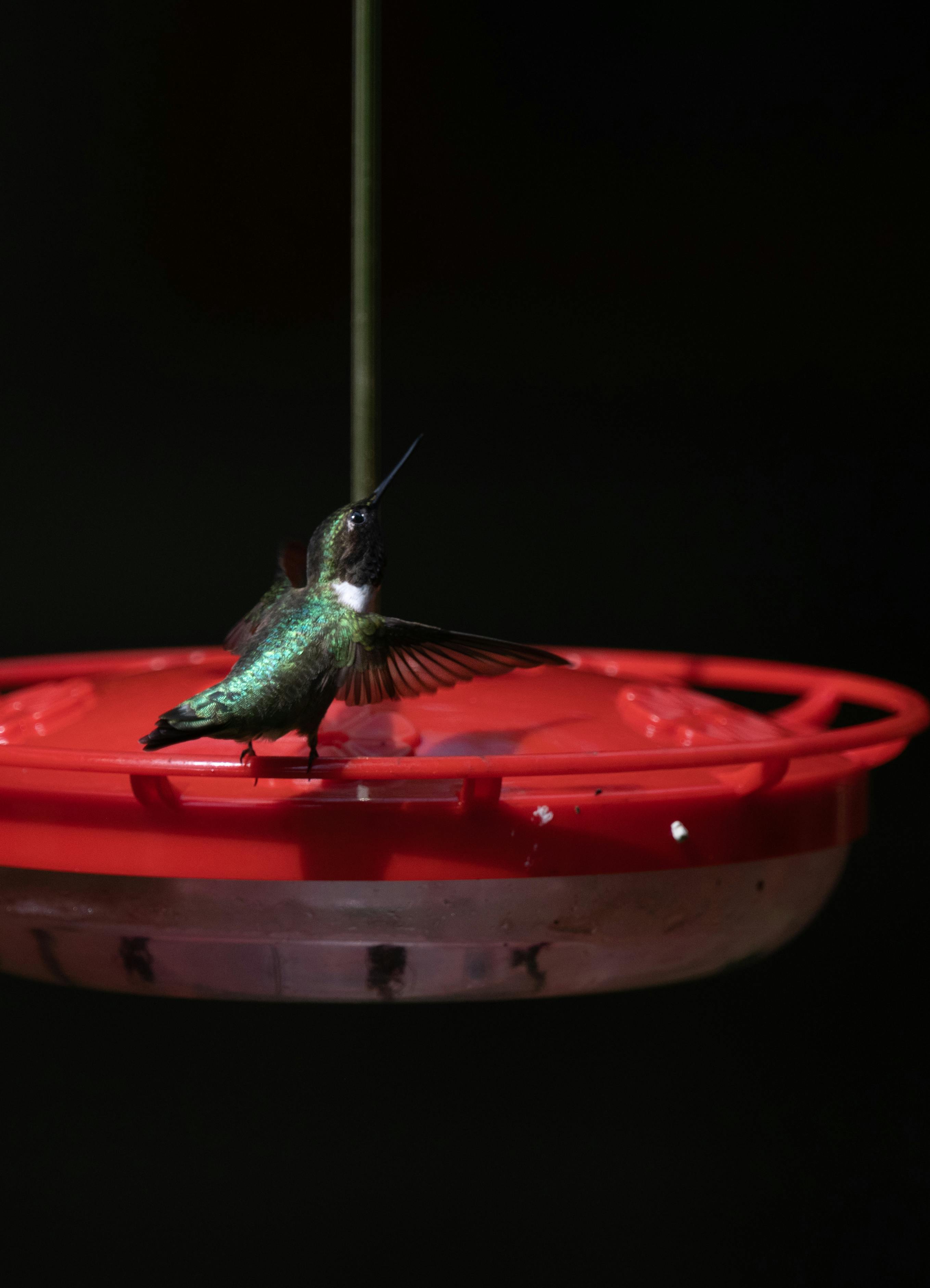 Hummingbirds Feeder Photos, Download The BEST Free Hummingbirds Feeder ...
