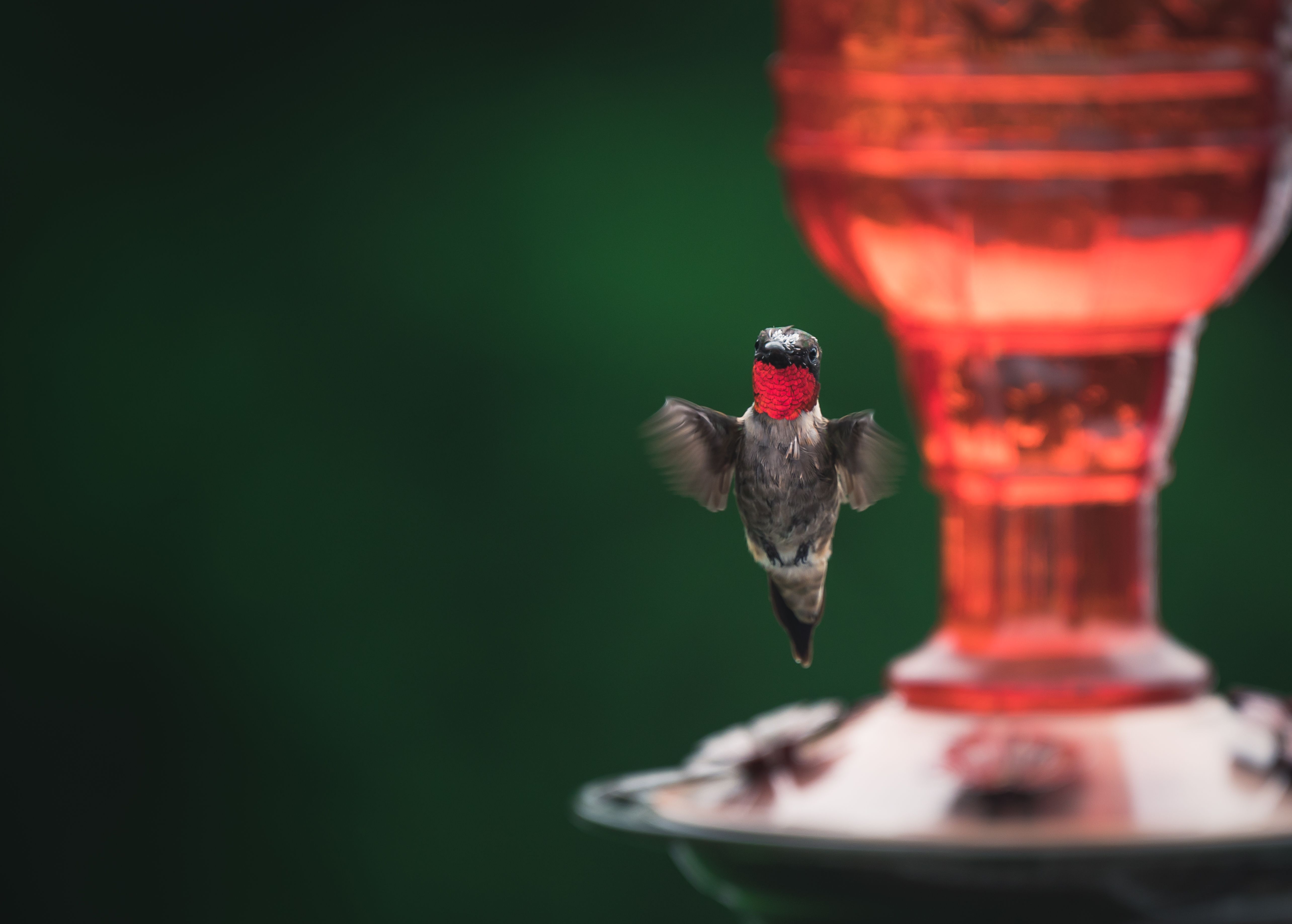 Hummingbird Flying Toward Water Feeder · Free Stock Photo