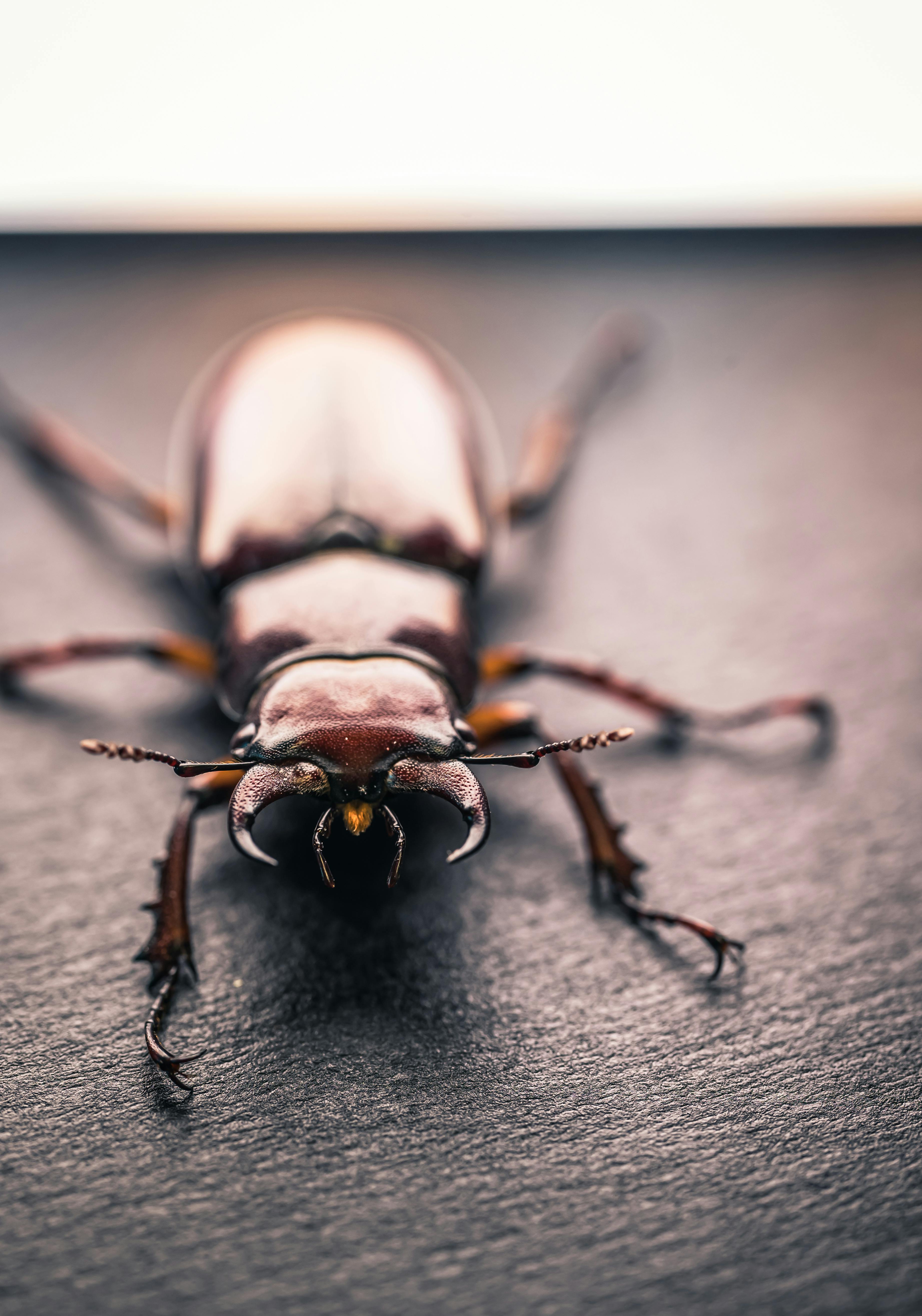 Close-Up Shot of a Beetle · Free Stock Photo