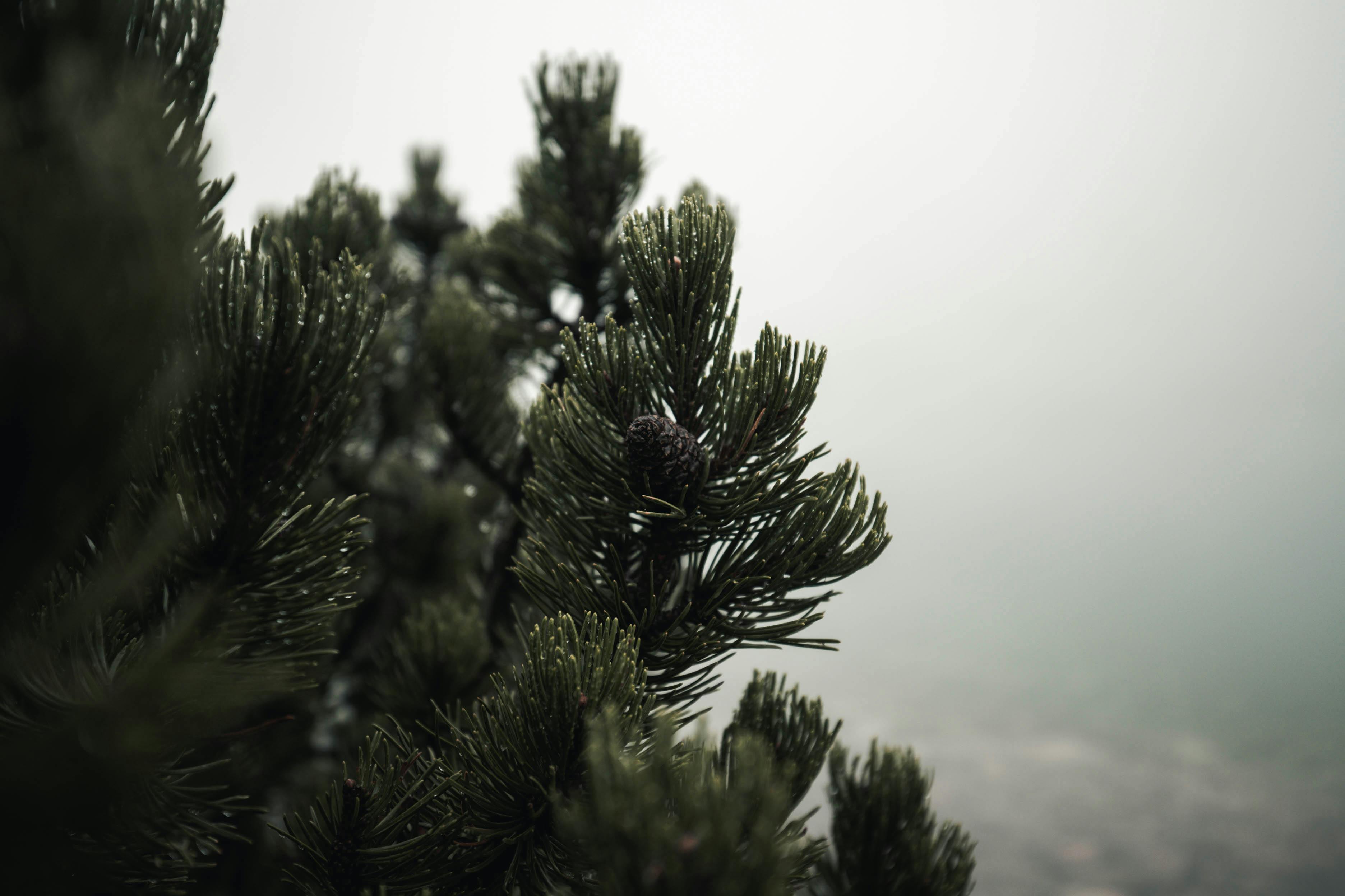 Green Plant Under Gloomy Sky · Free Stock Photo