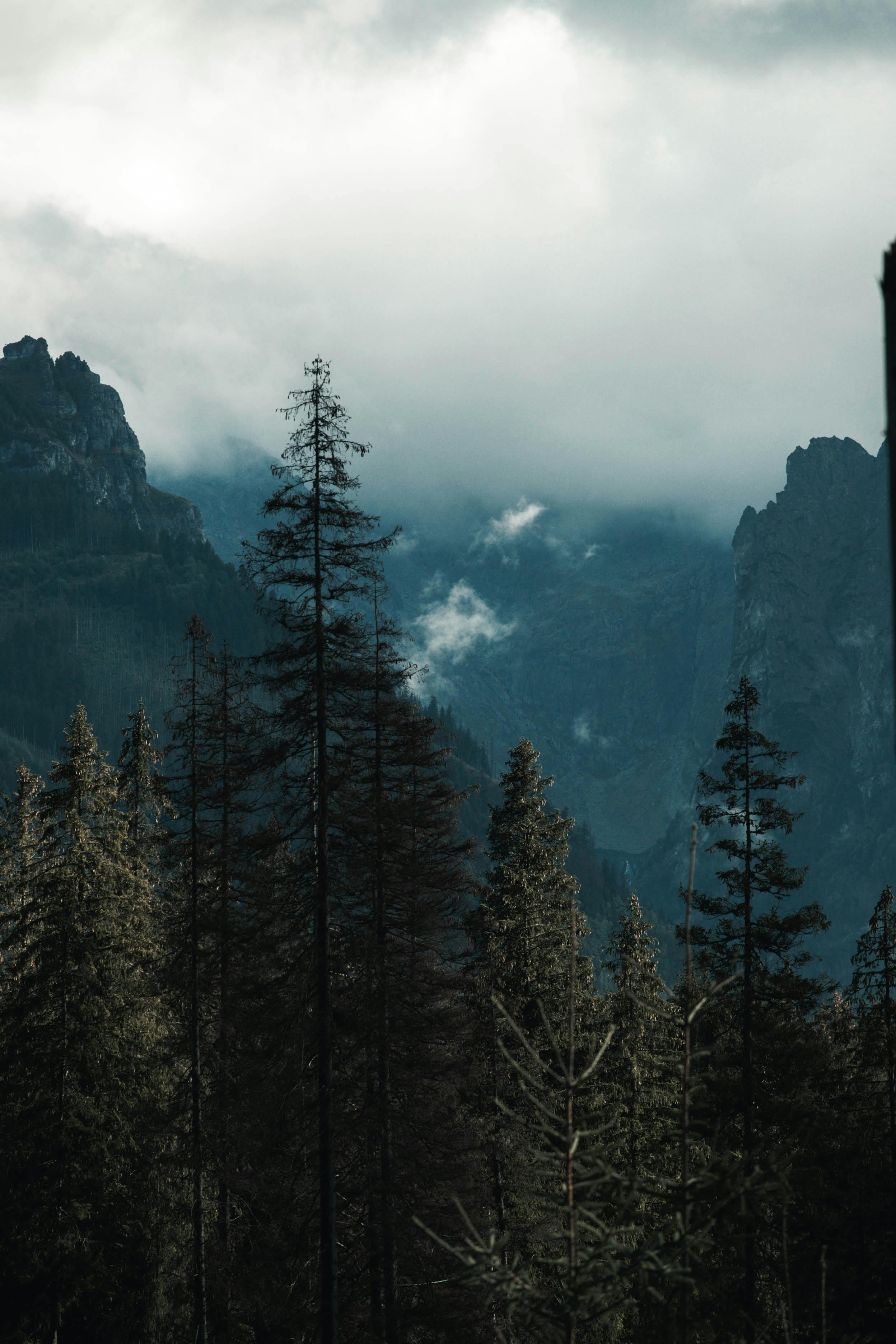 Tall Trees Near Rocky Mountains · Free Stock Photo