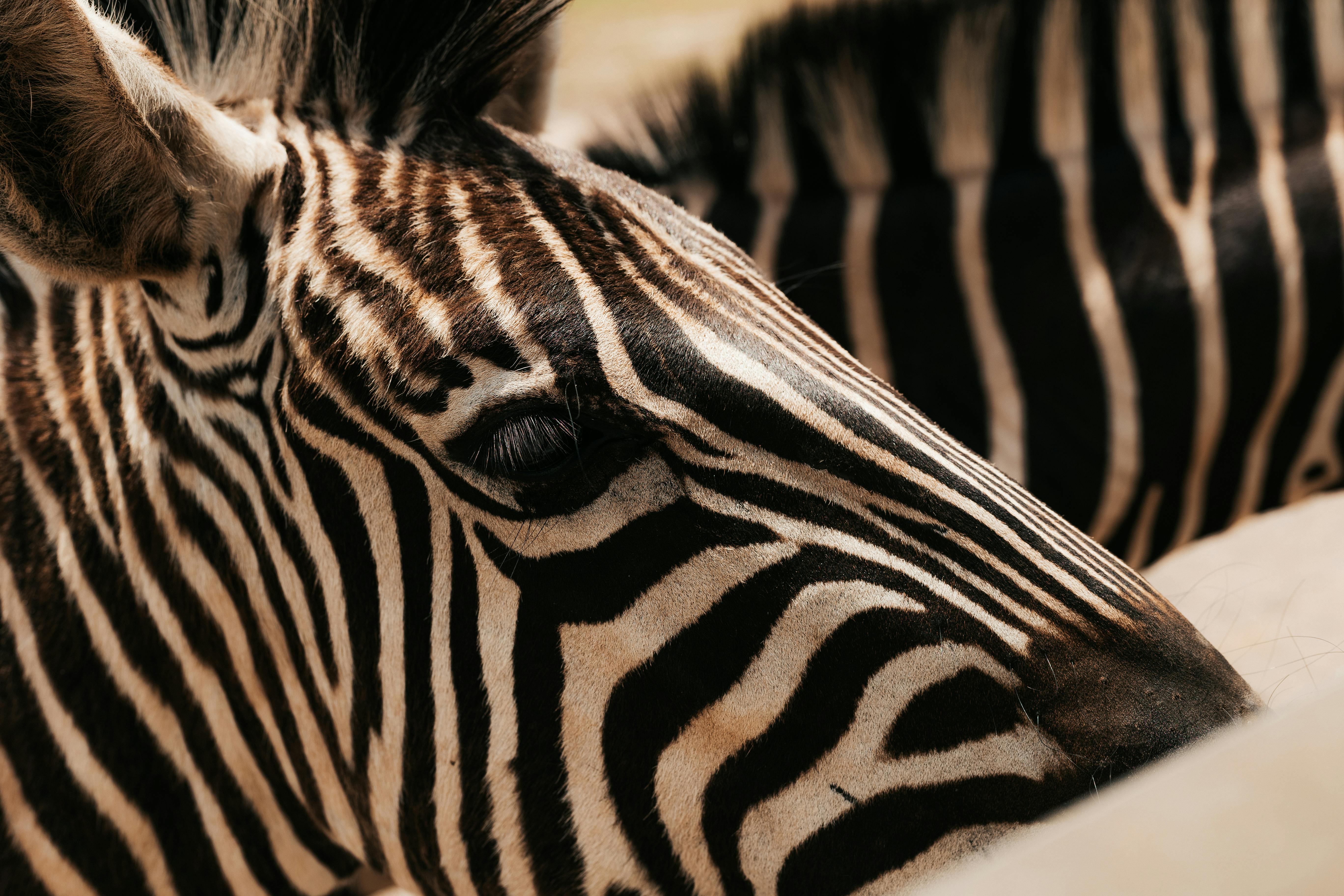 Close-Up Shot of a Zebra · Free Stock Photo