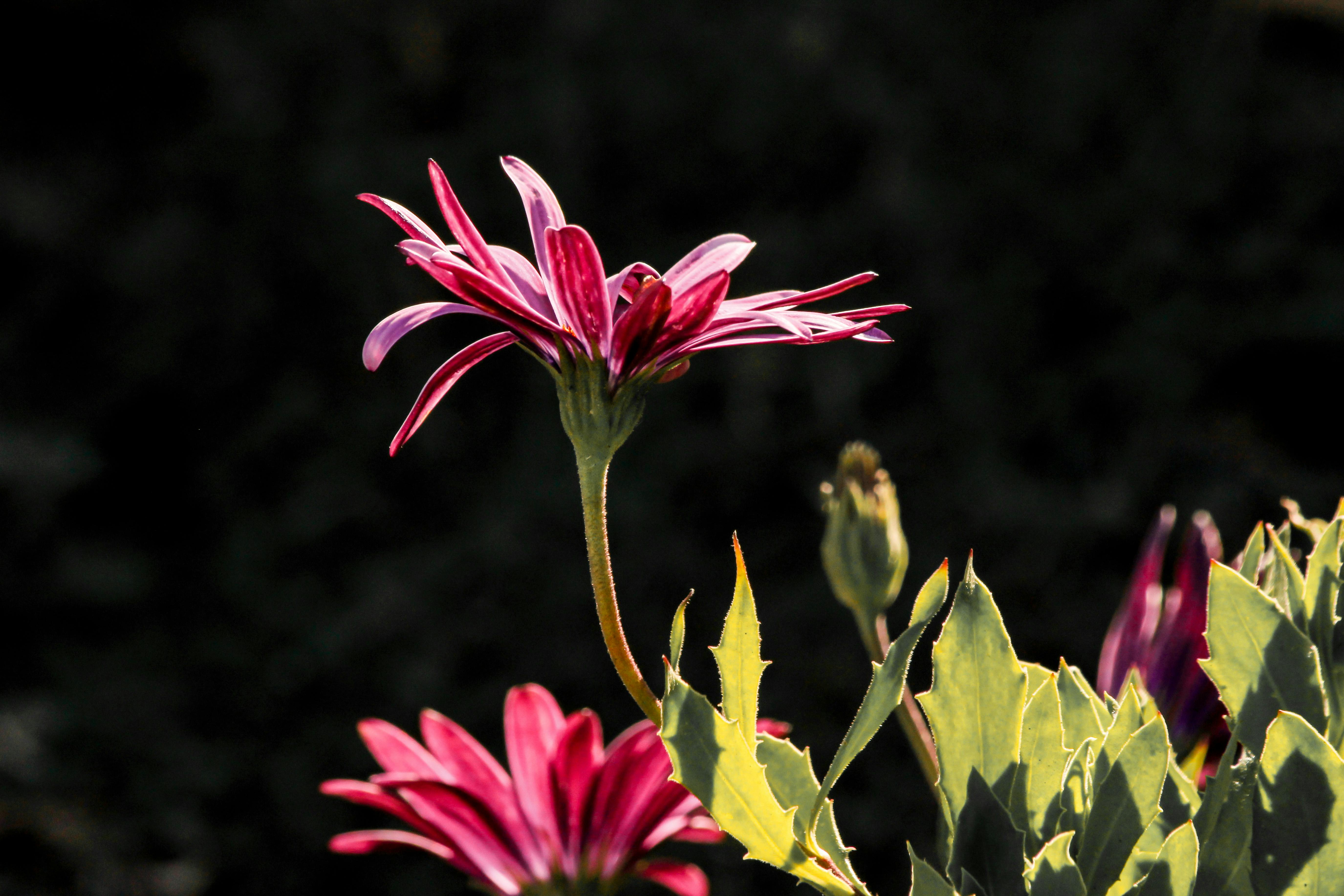 Beautiful Pink Flower in Bloom · Free Stock Photo