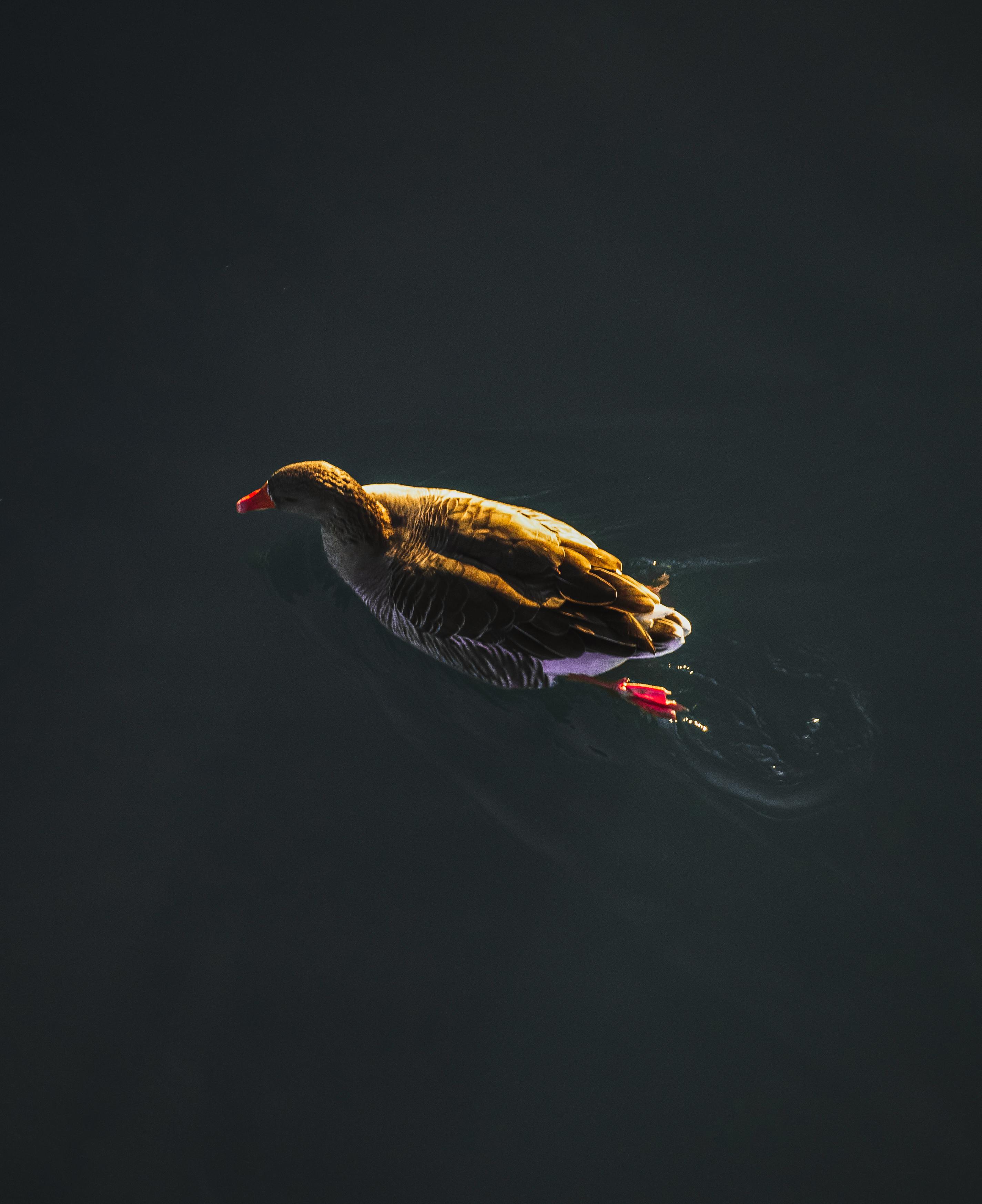 A Goose in the Water · Free Stock Photo