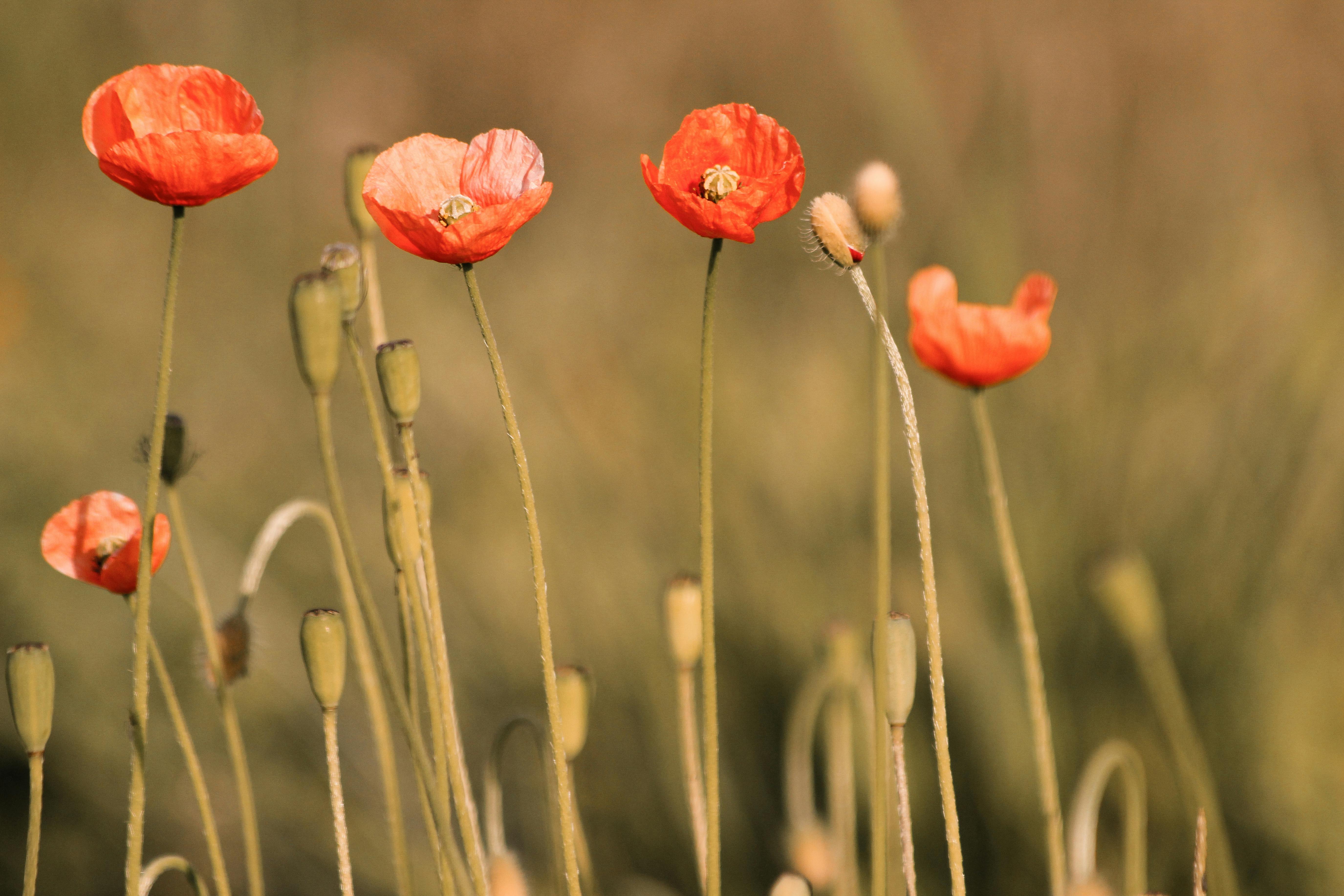 Close-Up Shot of Poppy Flowers · Free Stock Photo