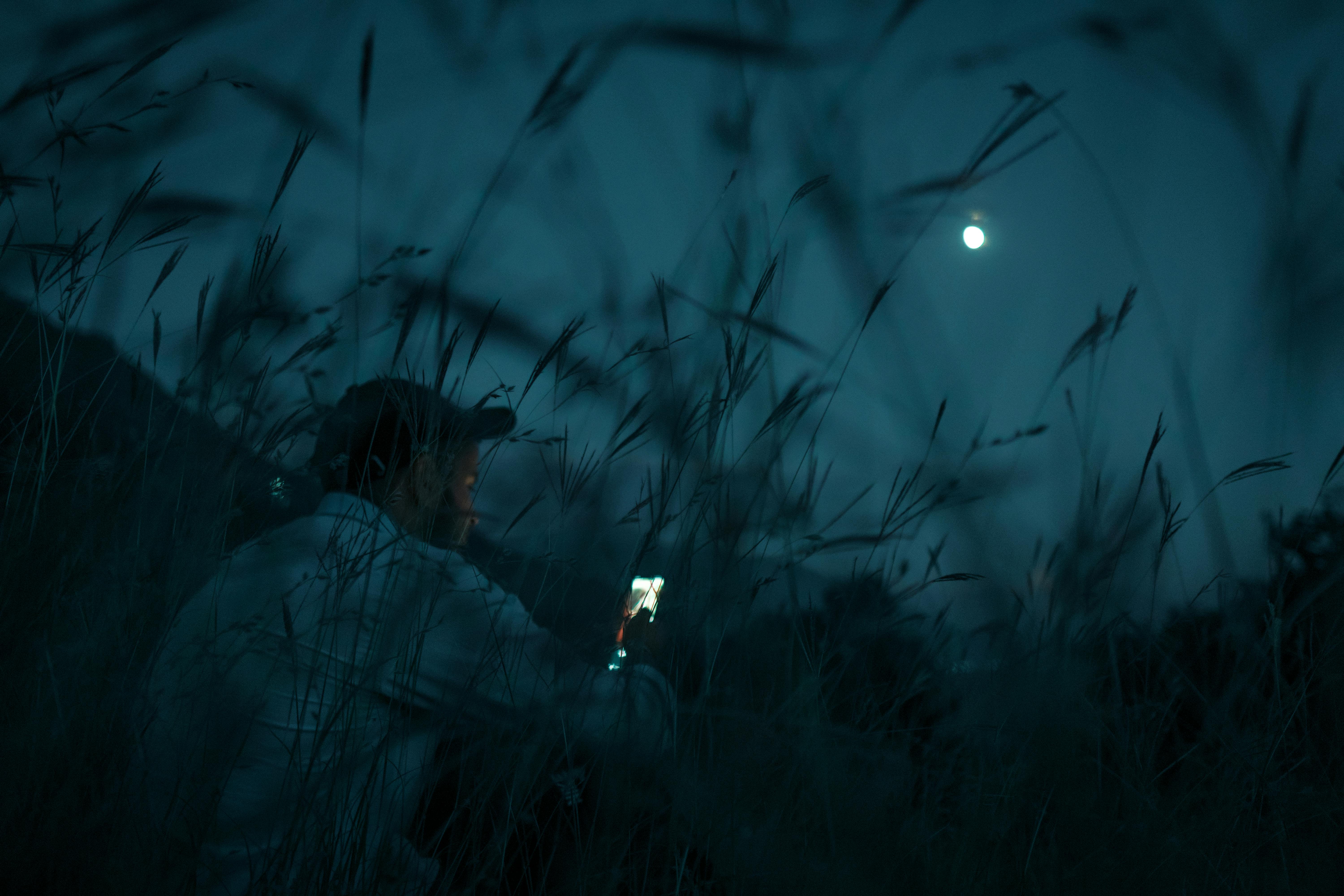 Nighttime Grass Photos, Download Free Nighttime Grass Stock Photos & HD ...