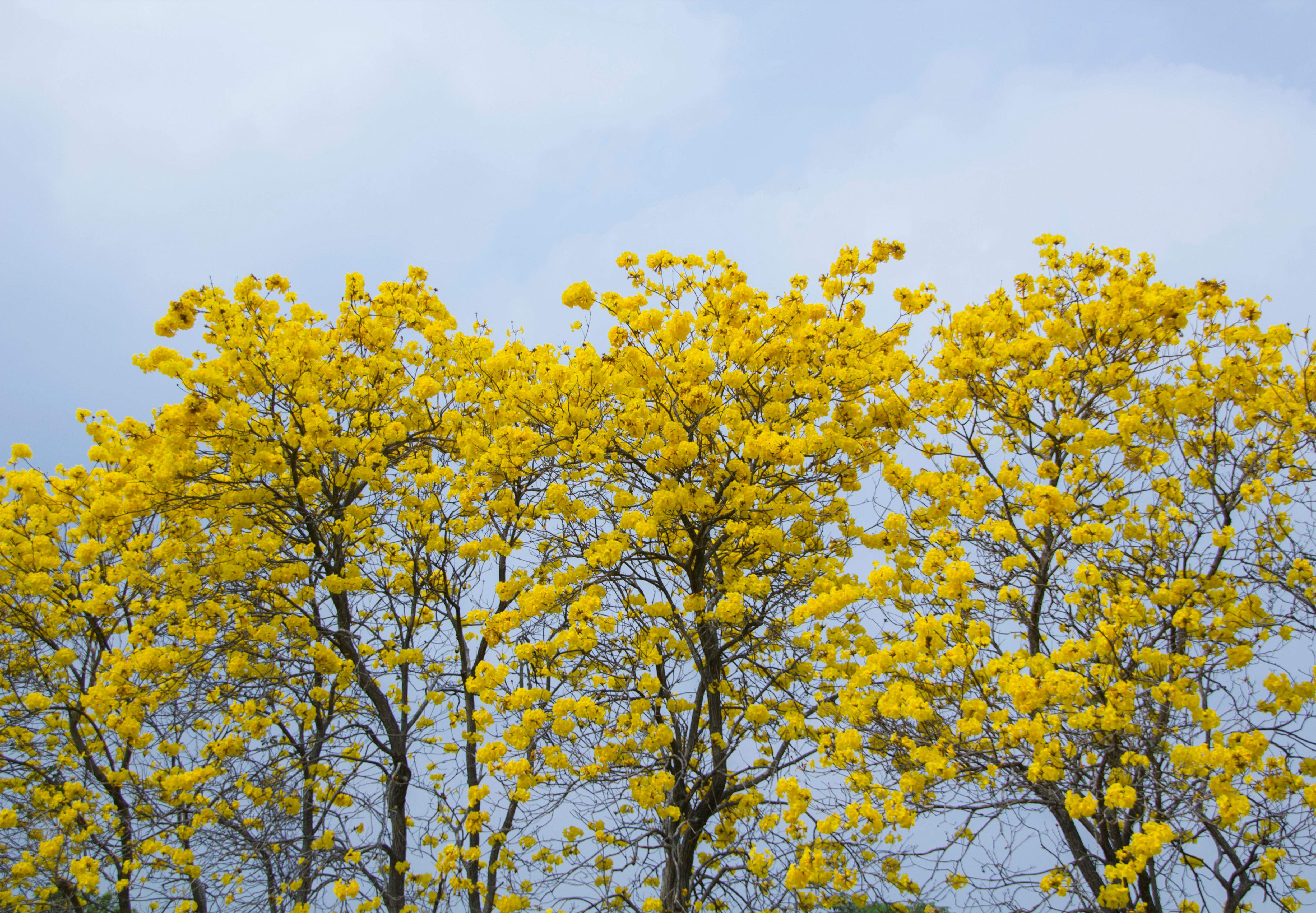 Yellow Flowering Trees in Bloom Under Blue Sky · Free Stock Photo