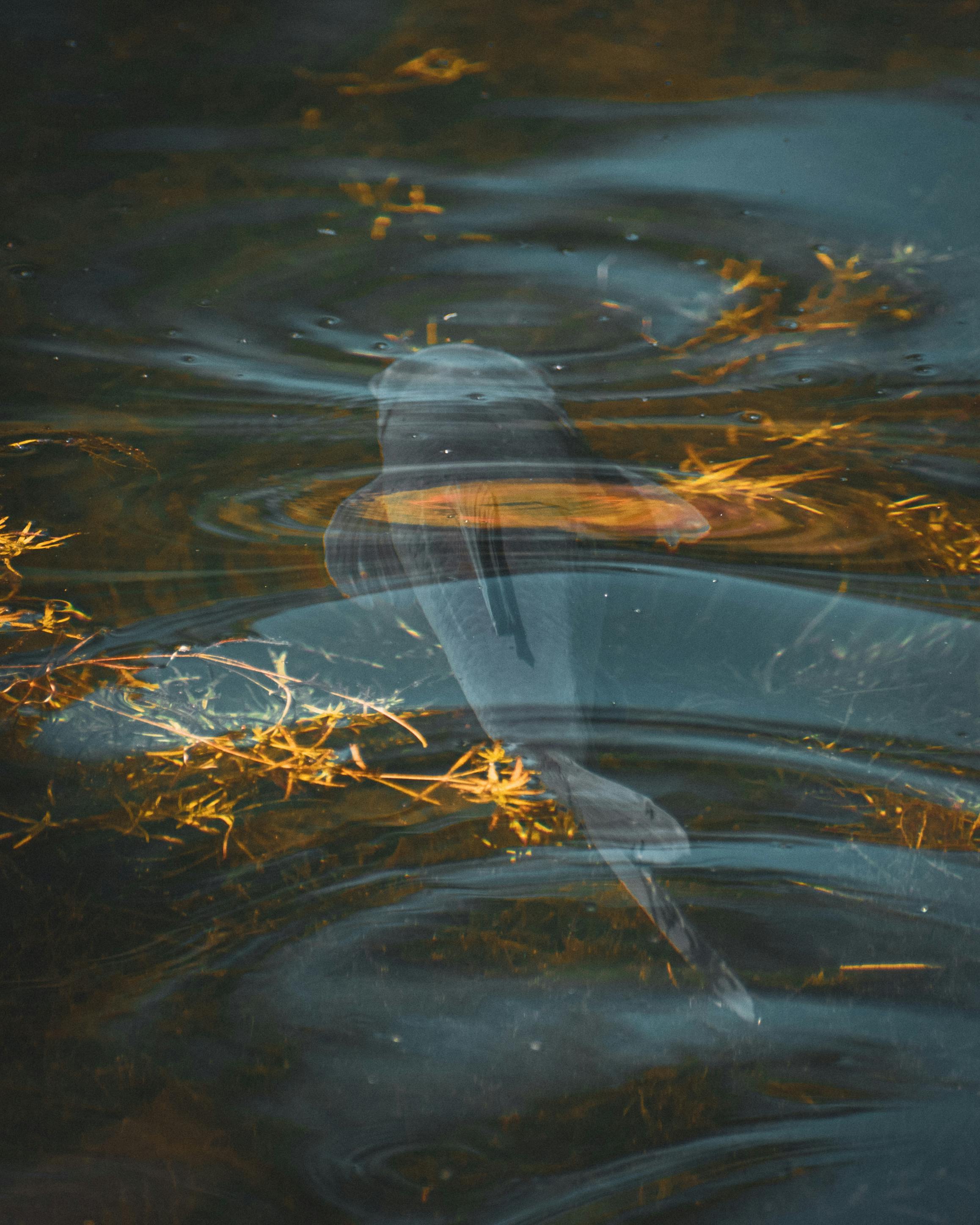 Greater Cane Rat on Lakeshore · Free Stock Photo