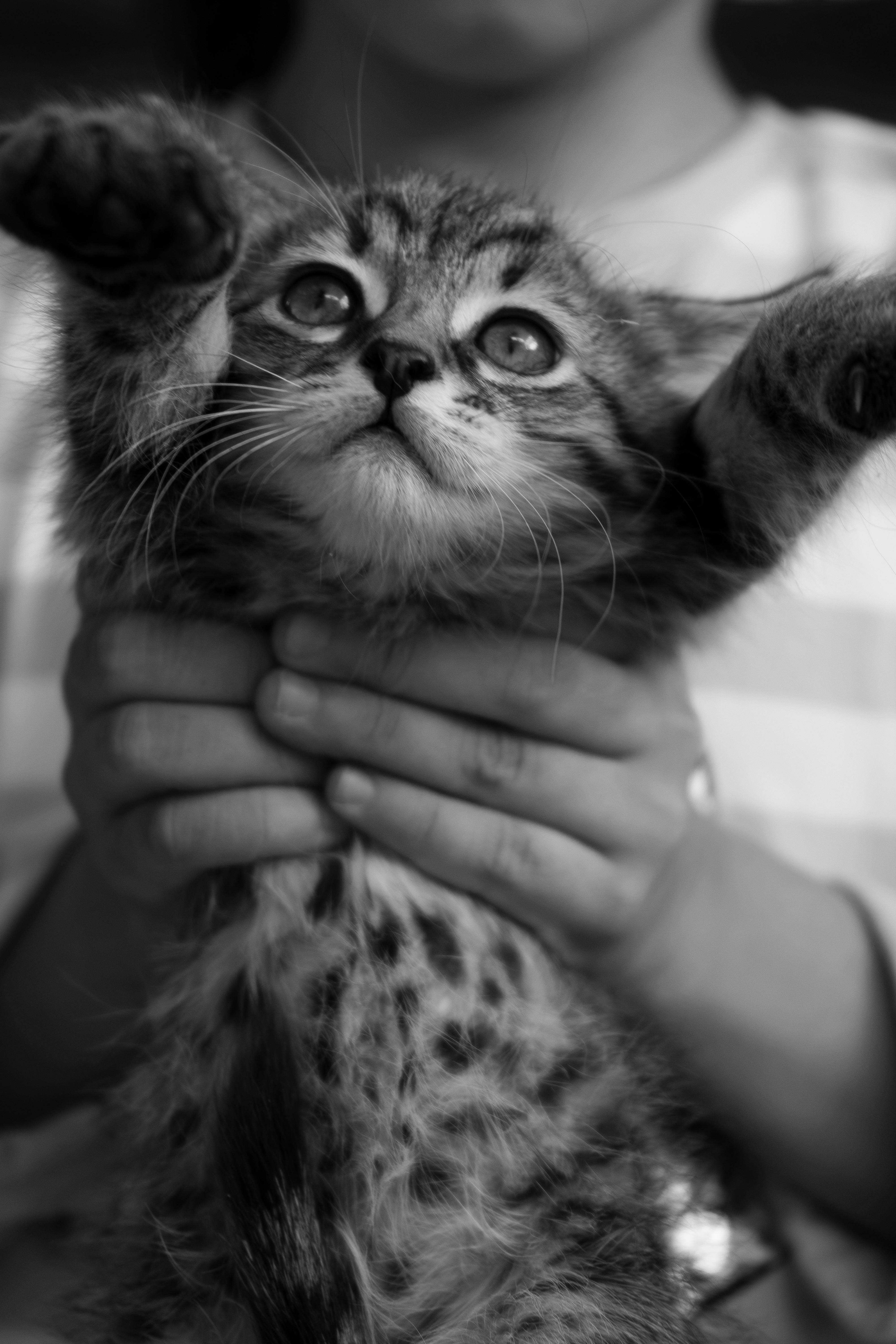 Cat Being Held By Scruff Photos, Download The BEST Free Cat Being Held ...