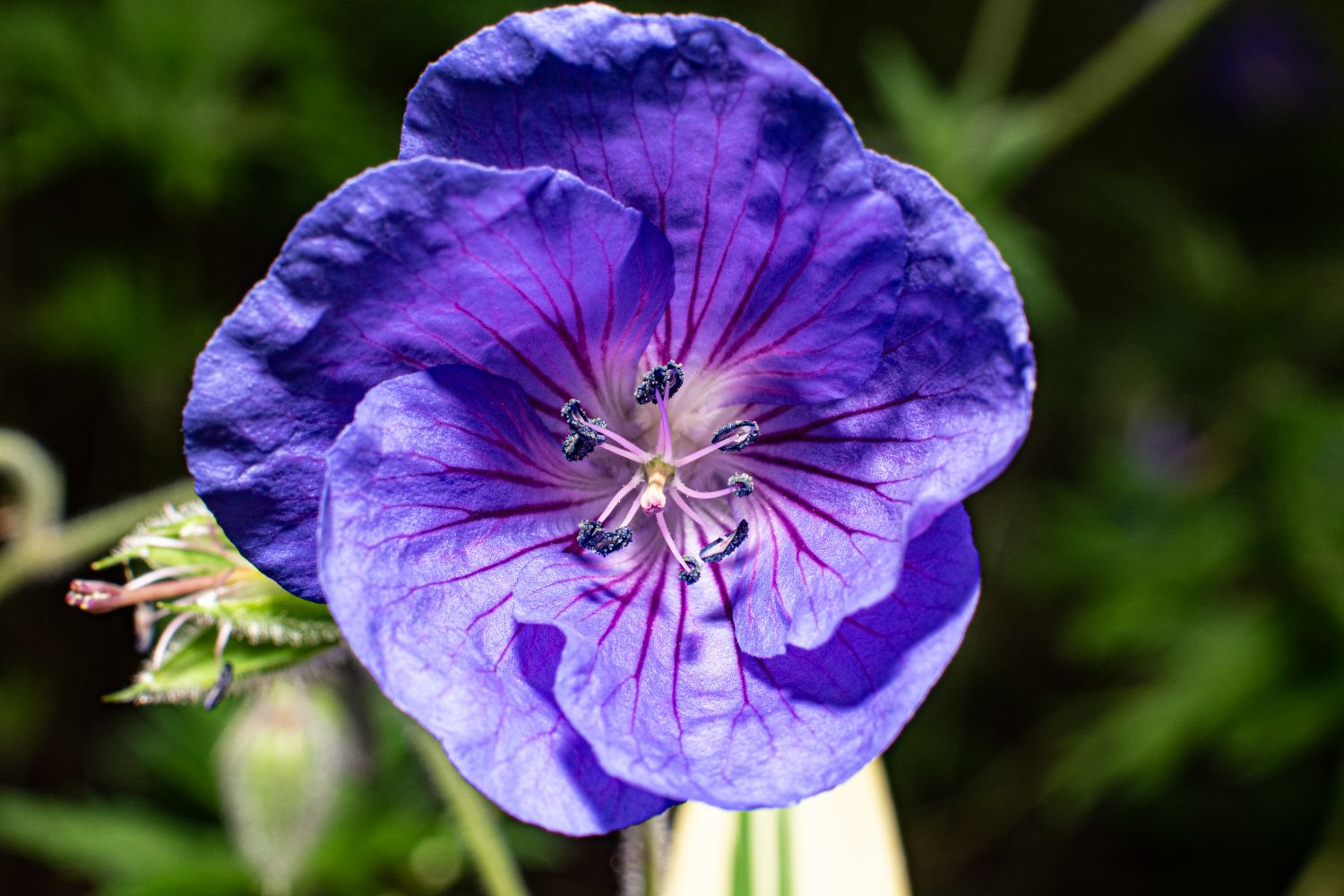 4.000+ Geranium Rozanne Pflanze Bilder und Fotos · Kostenlos Downloaden ...