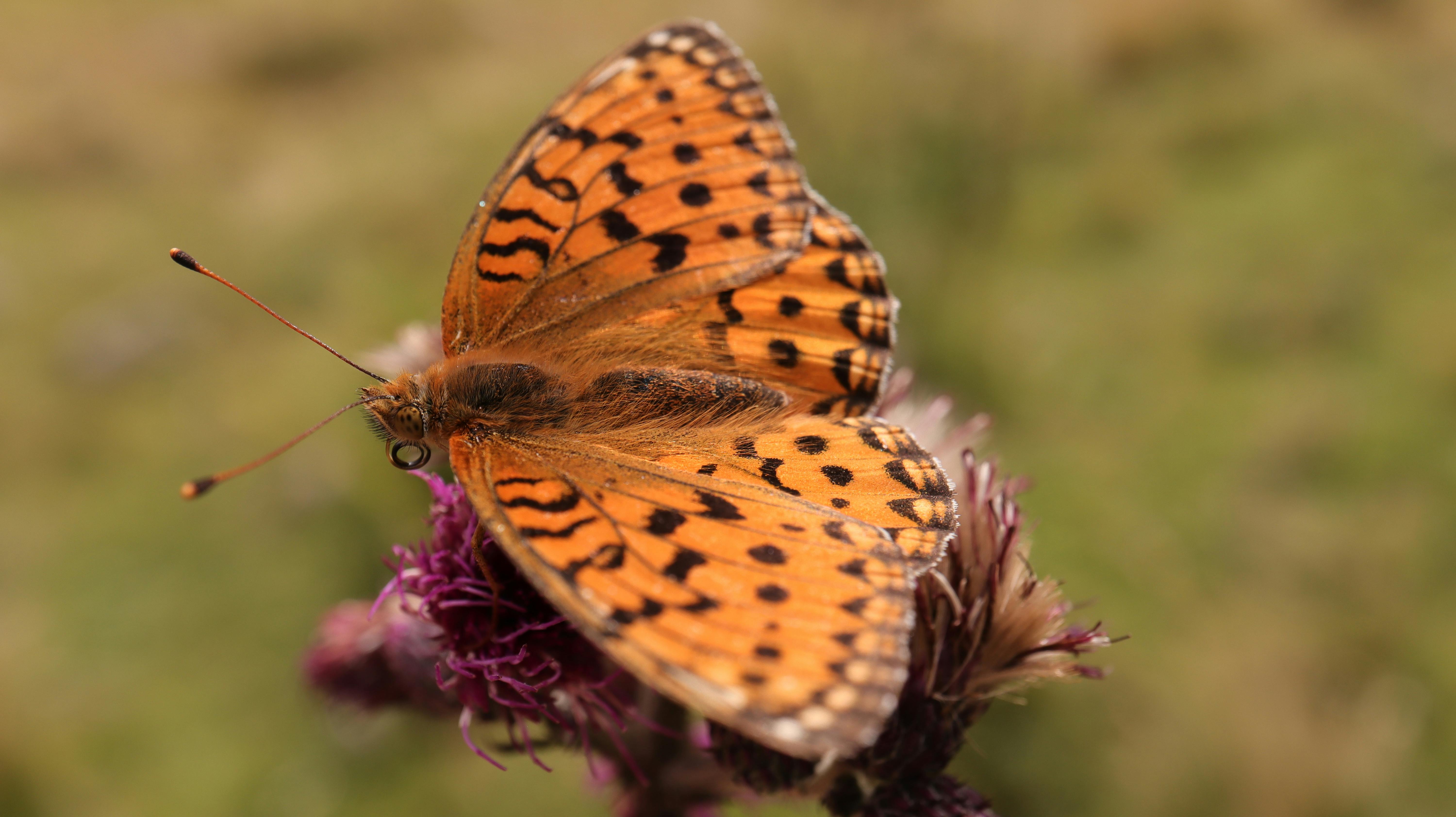 Close-Up Shot of a Butterfly · Free Stock Photo