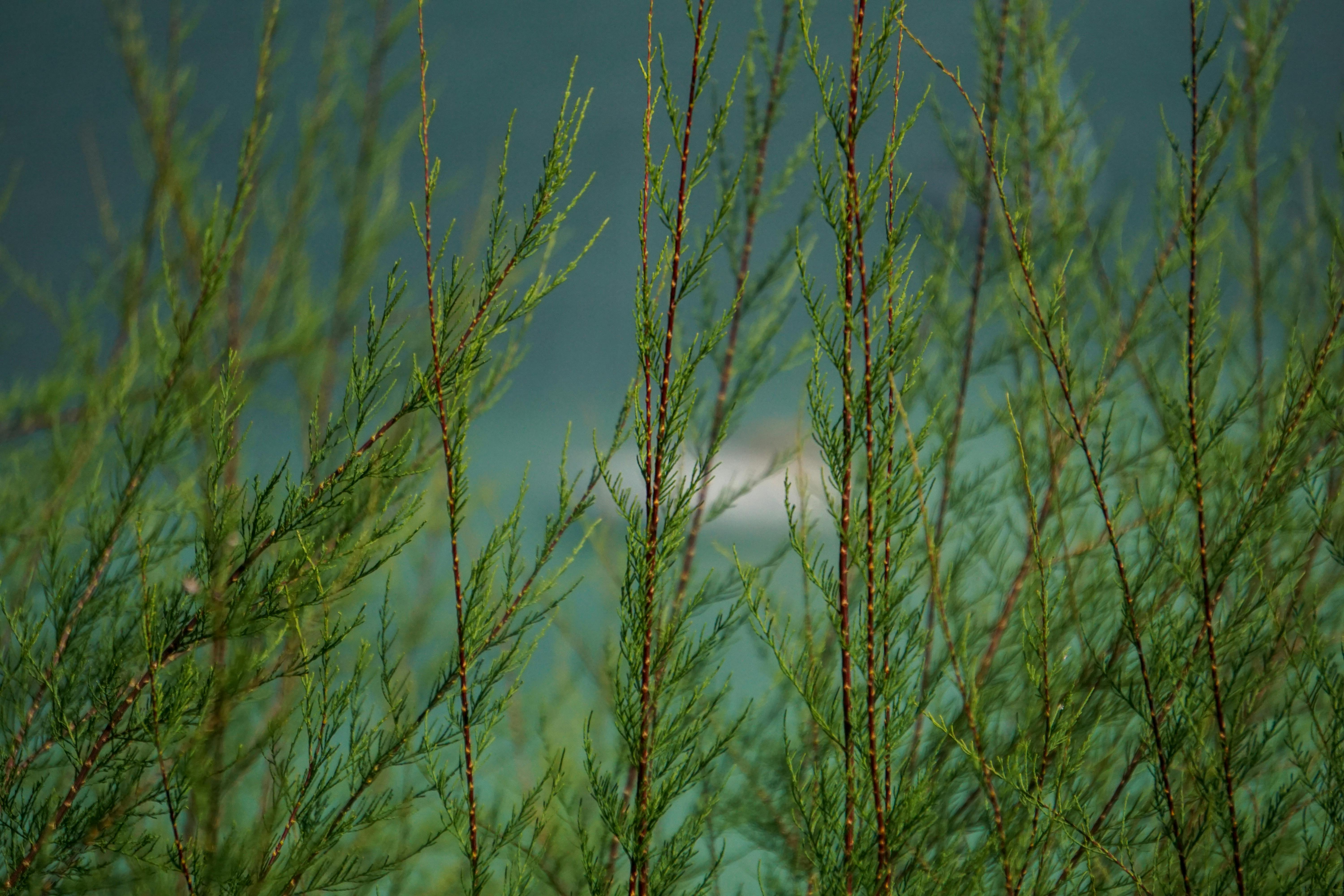 Green Pine Tree in Close Up Photography · Free Stock Photo