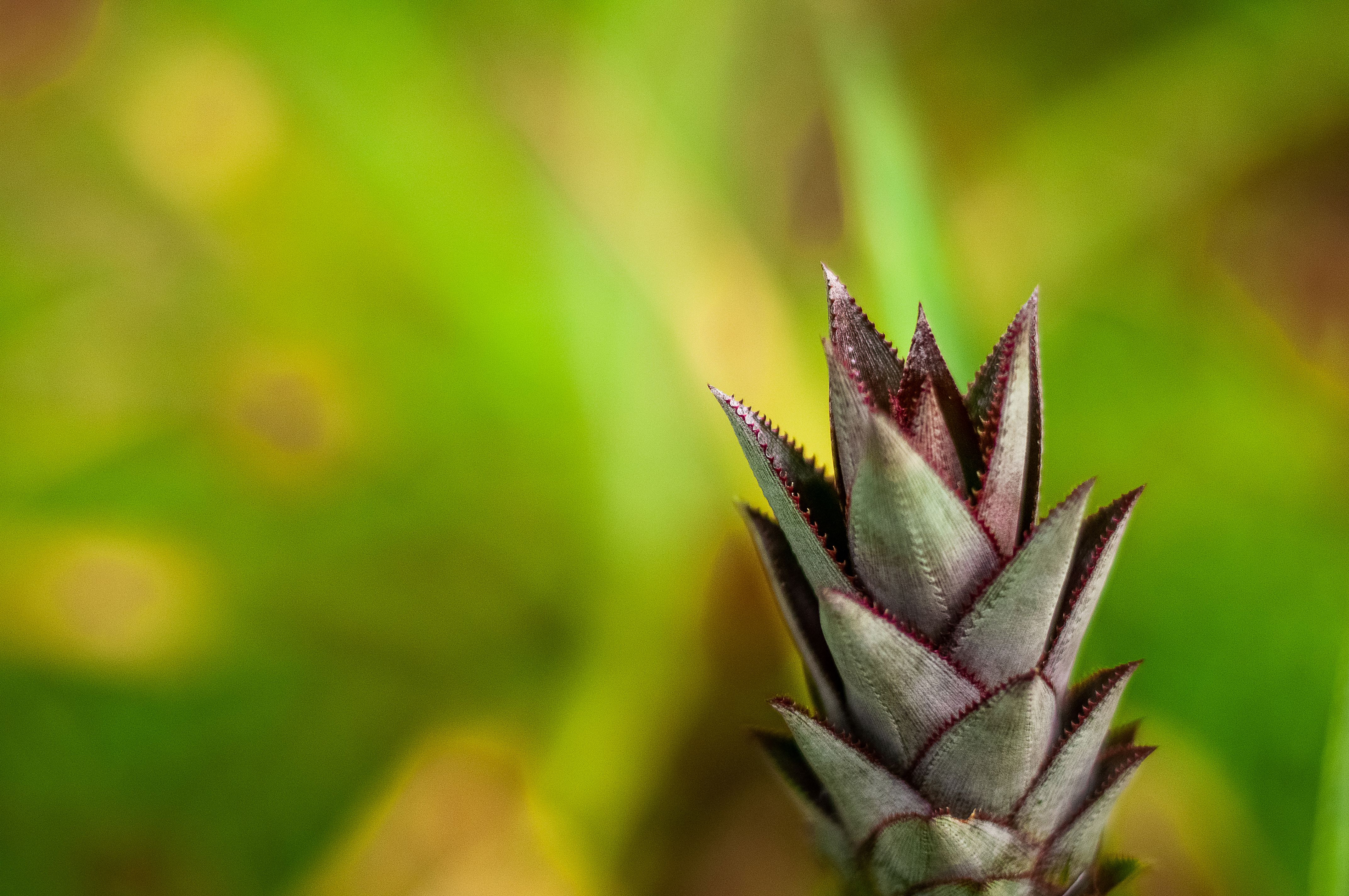 Pineapple · Free Stock Photo