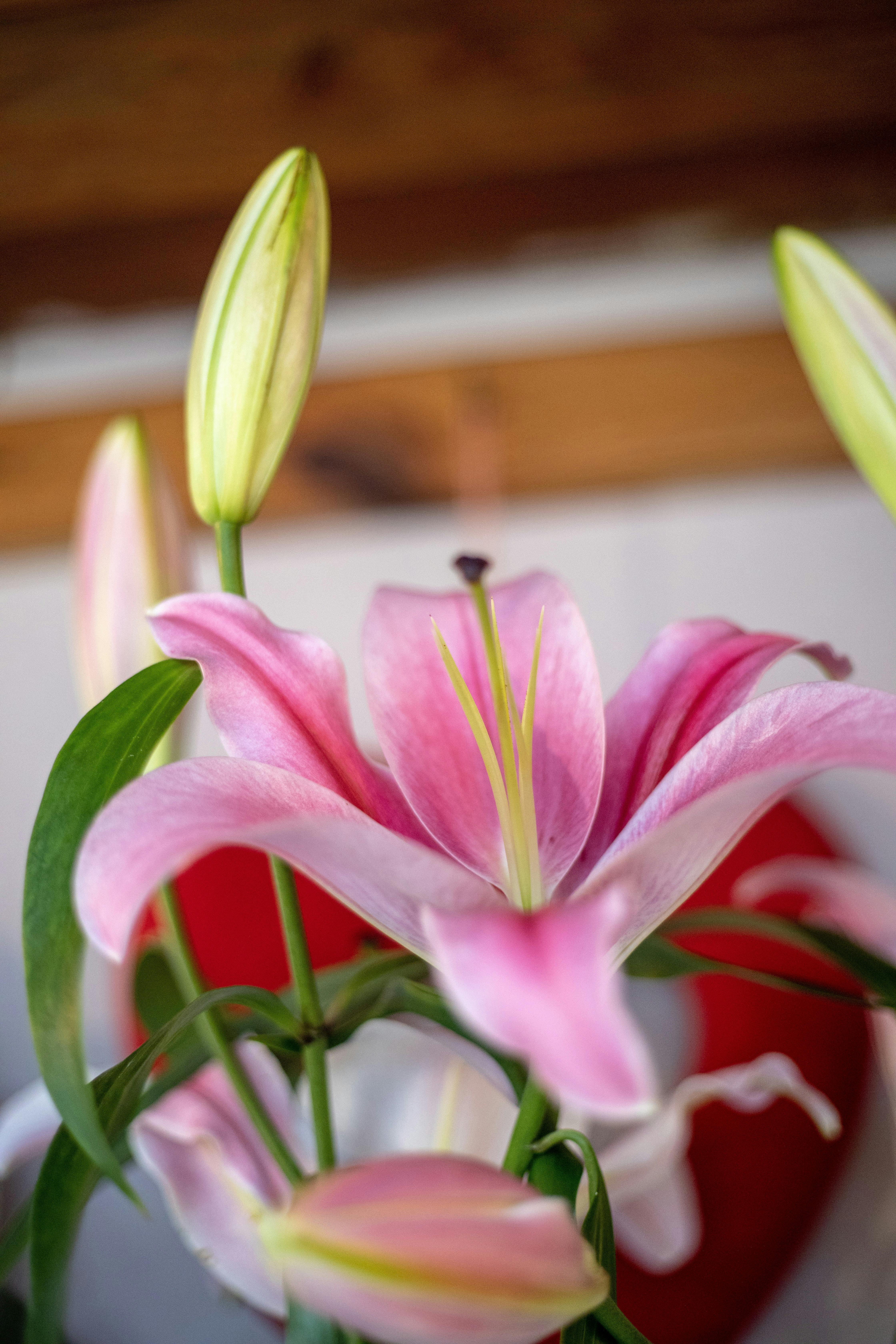 A Pink Stargazer Lilies · Free Stock Photo