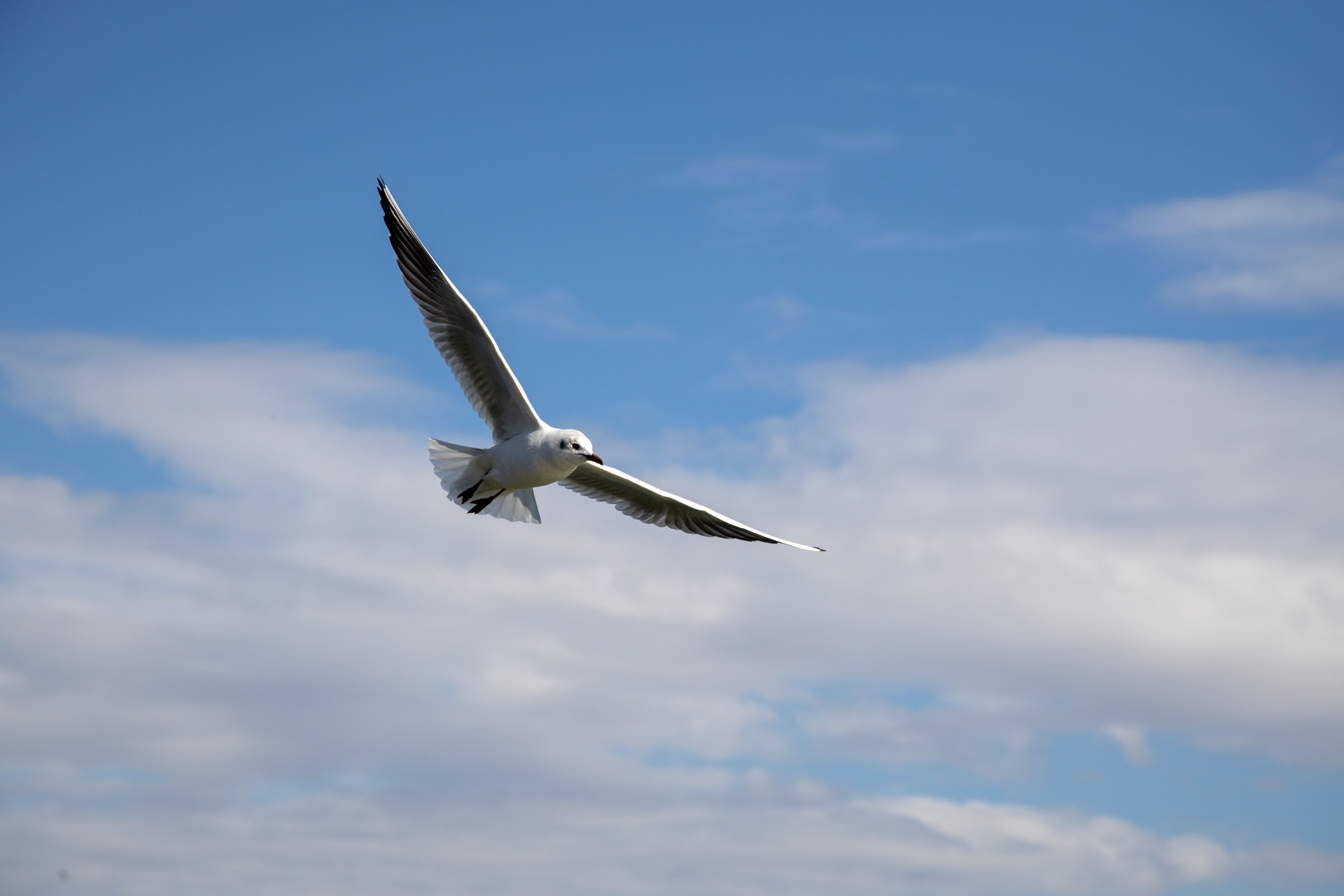 Close-Up Shot of Bird Flying · Free Stock Photo