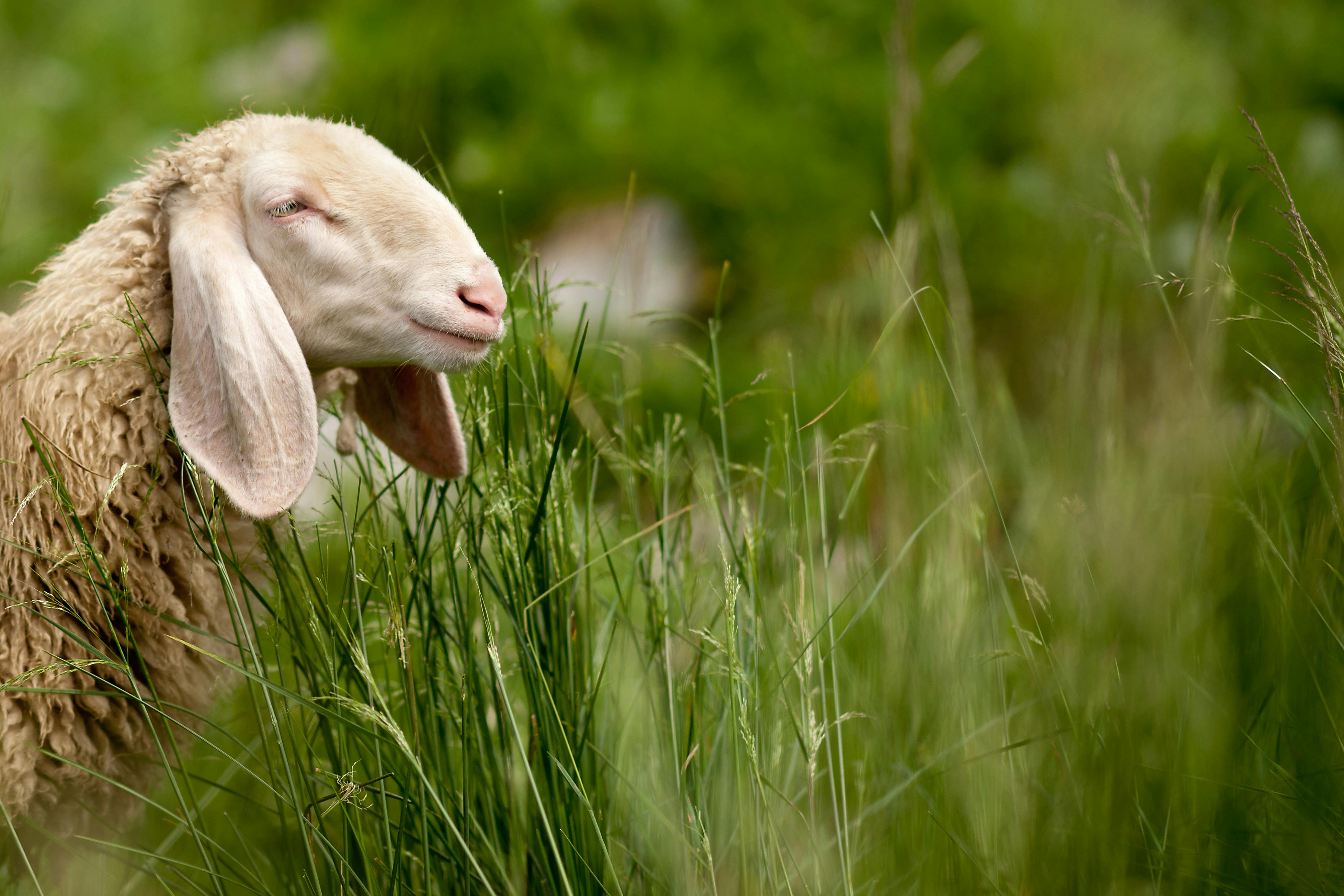 Barbary Sheep with Sharp Horns · Free Stock Photo