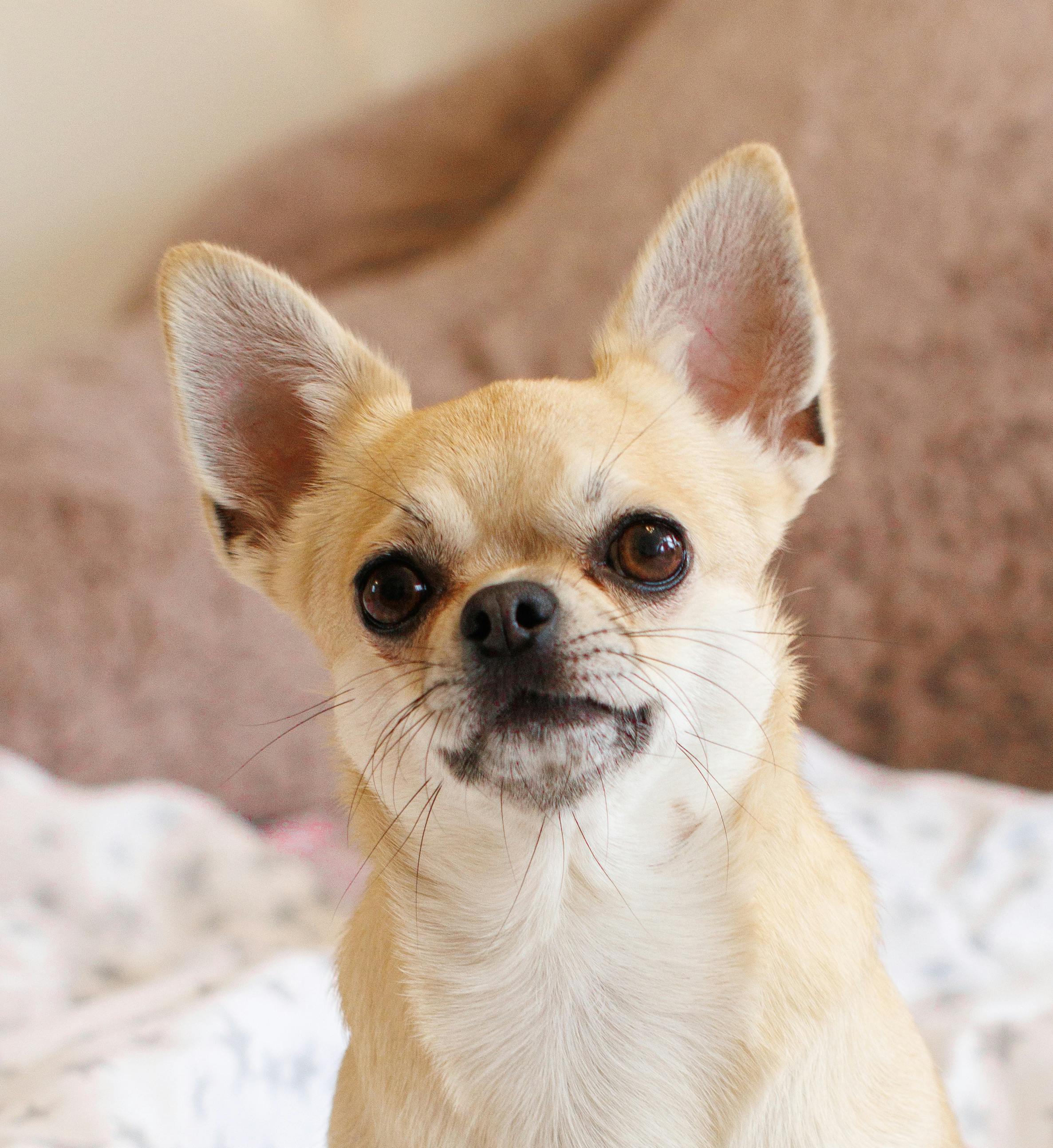 Cute Little Dog Running · Free Stock Photo