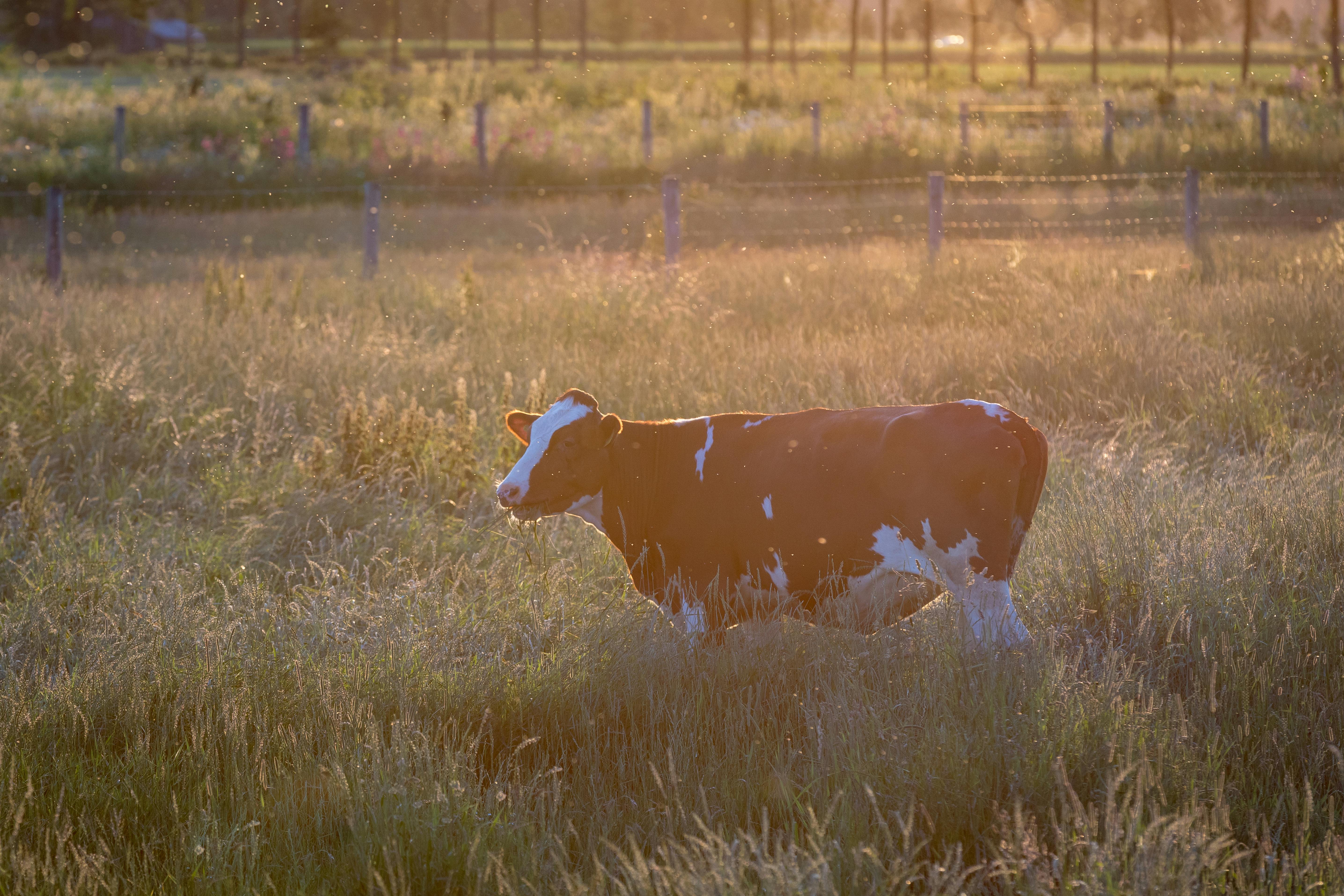 Vaca Al Atardecer · Foto de stock gratuita