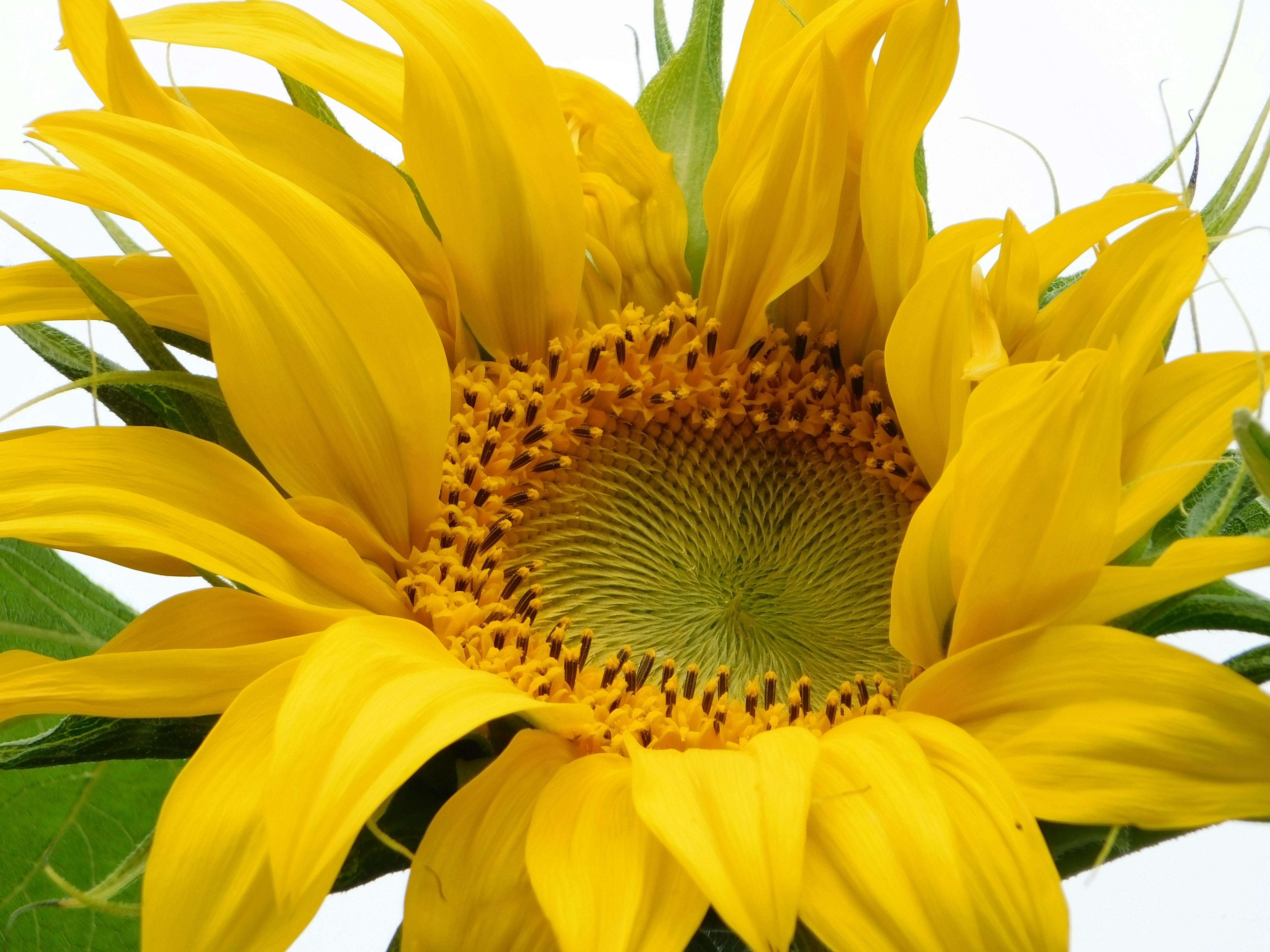 Macro Photography of Sunflower · Free Stock Photo