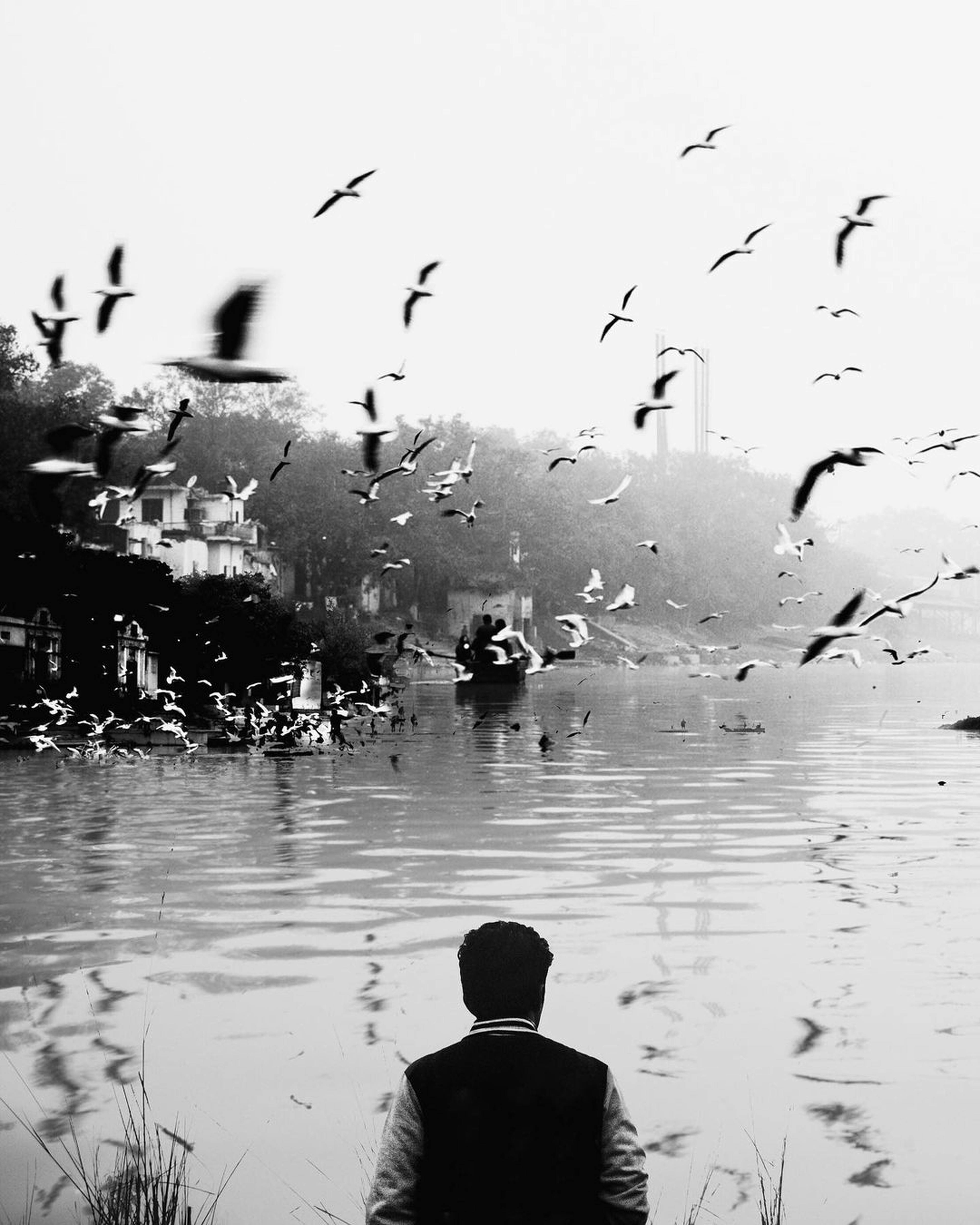 Back View of a Person with Flying Birds · Free Stock Photo