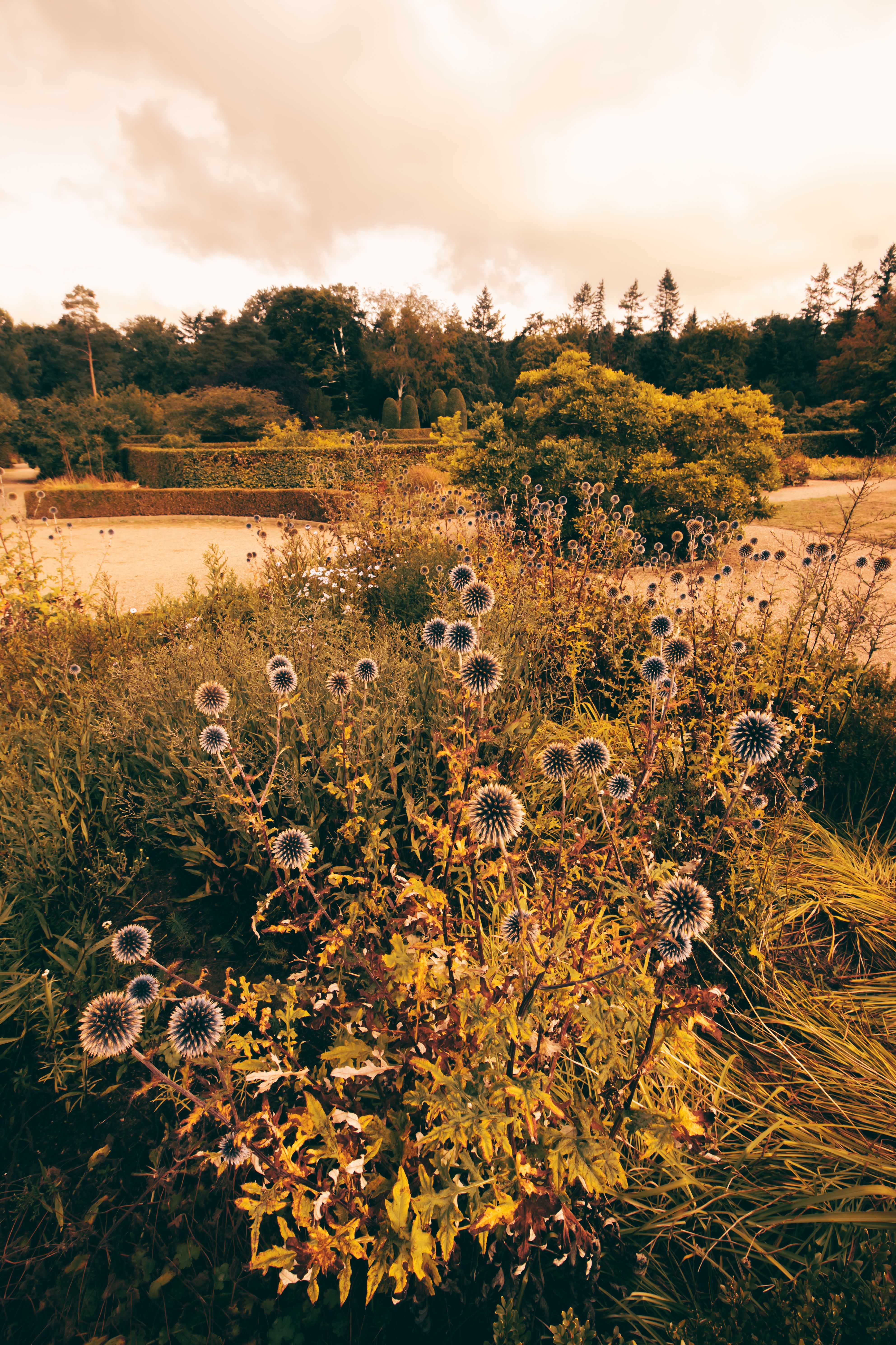 Blooming Thistle Flowers in the Park · Free Stock Photo