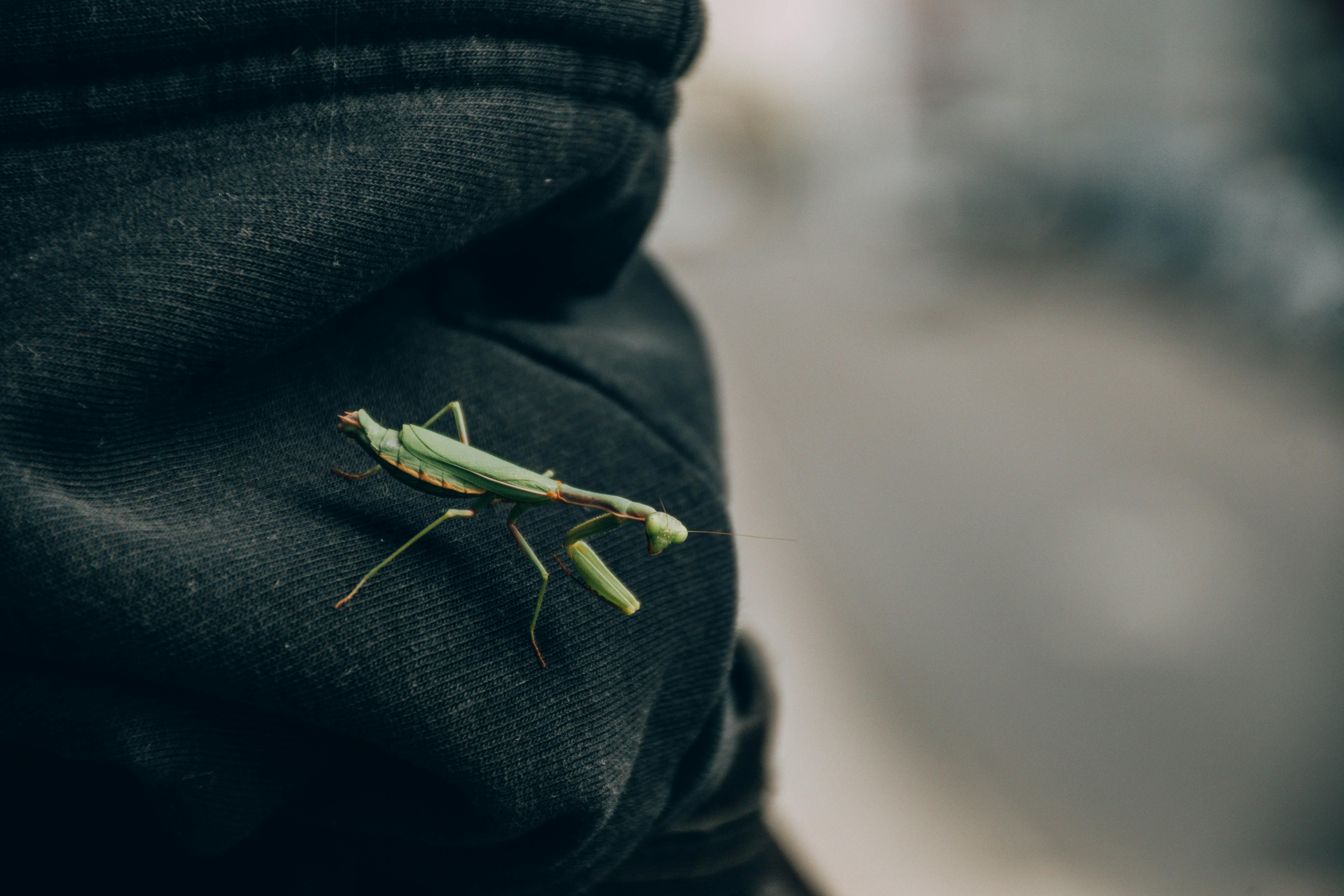 Close-Up Shot of a Mantis · Free Stock Photo