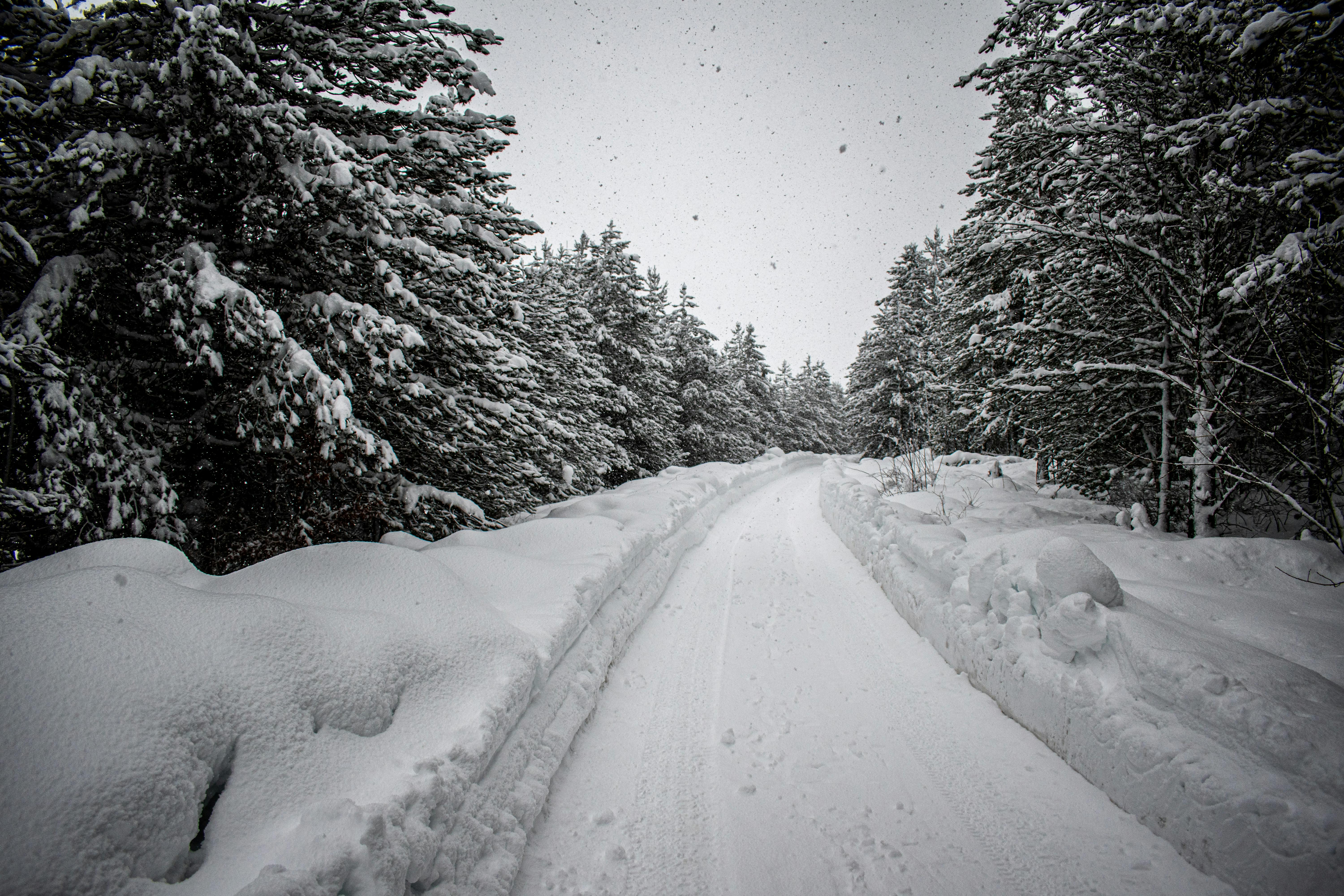 A Snow Covered Ground Between Trees · Free Stock Photo