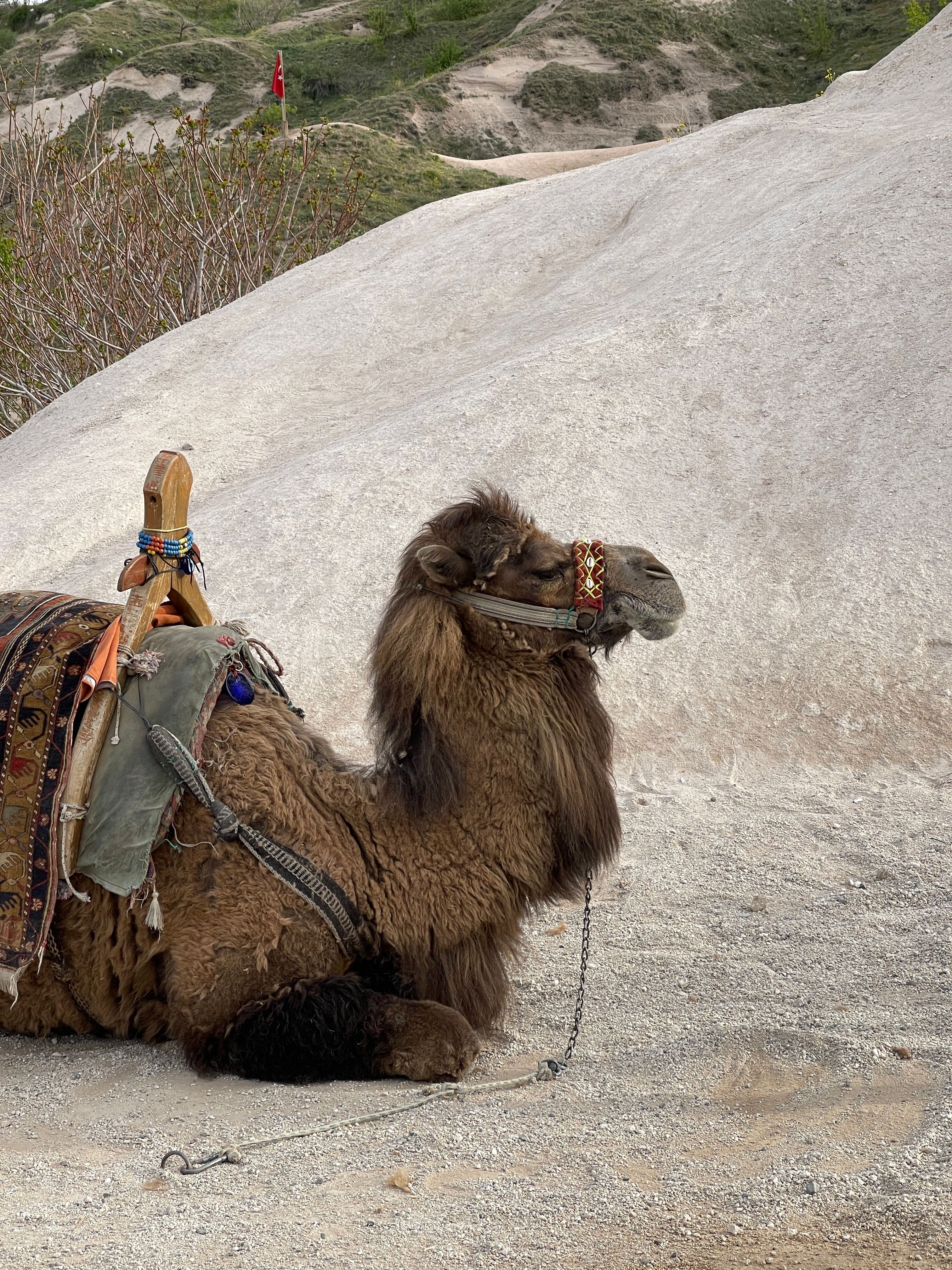 Camel Lying Down · Free Stock Photo