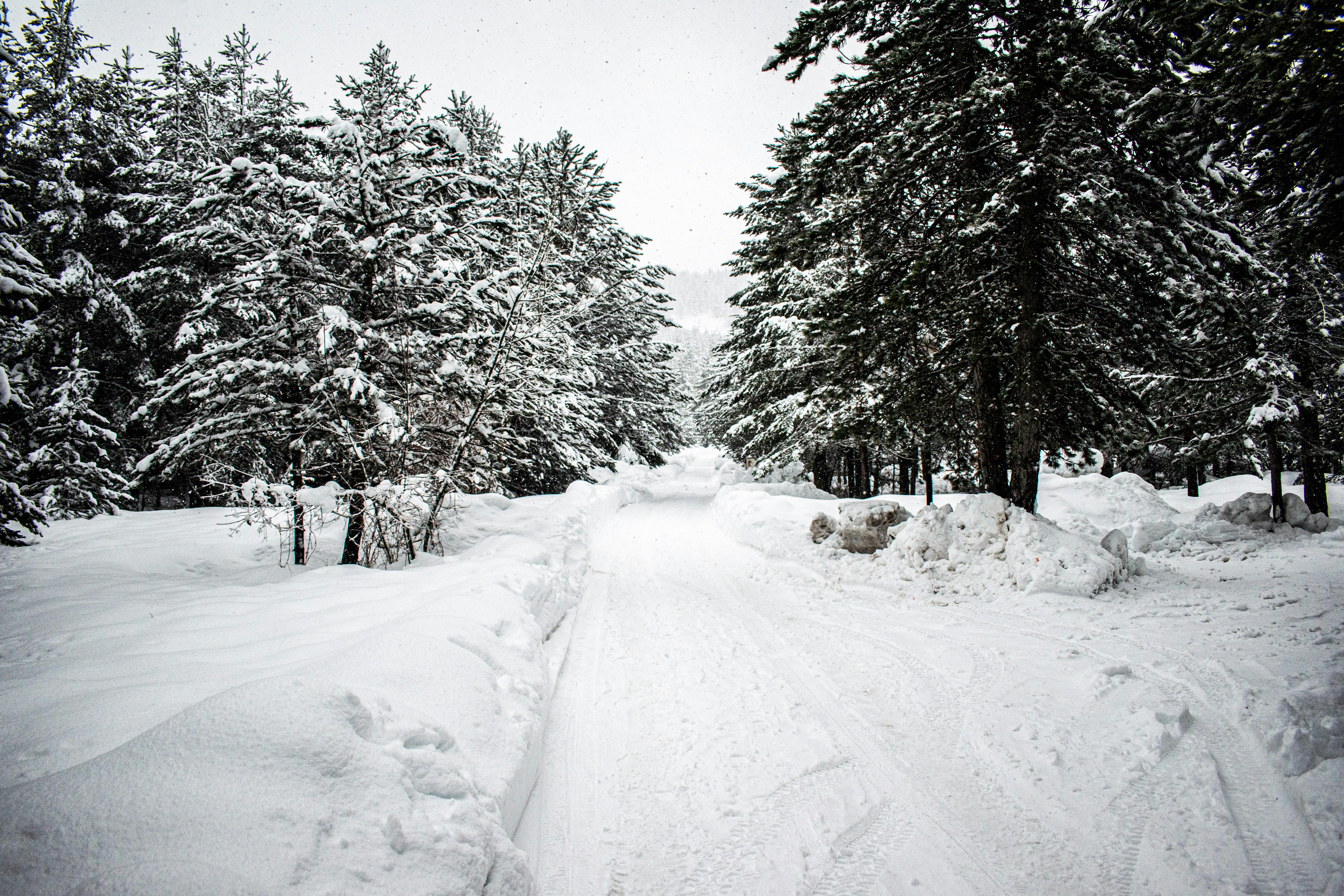 Snow Covered Trees under Gloomy Sky · Free Stock Photo
