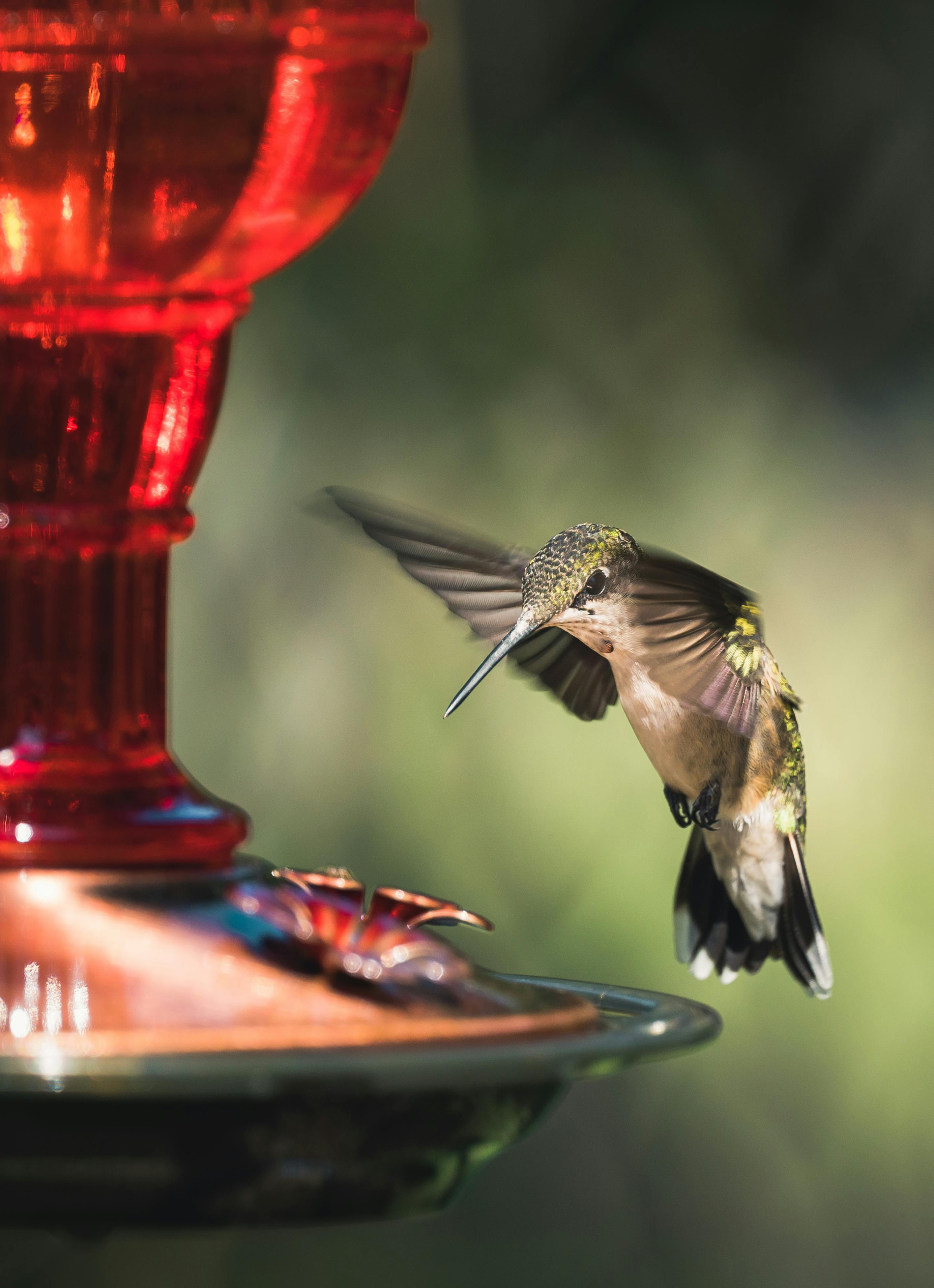 Close-Up Shot of a Hummingbird · Free Stock Photo