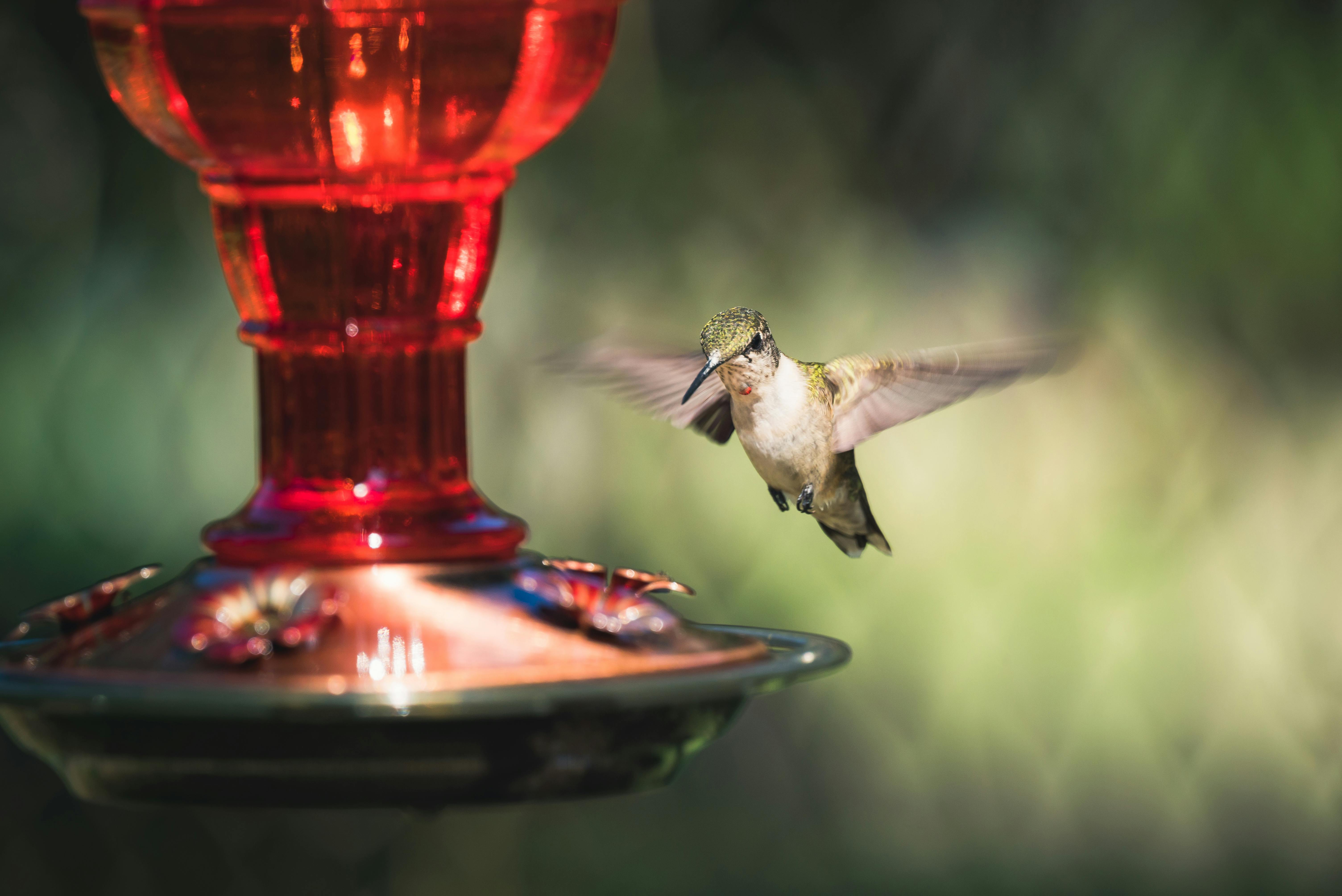 Hummingbirds Feeder Photos, Download The BEST Free Hummingbirds Feeder ...