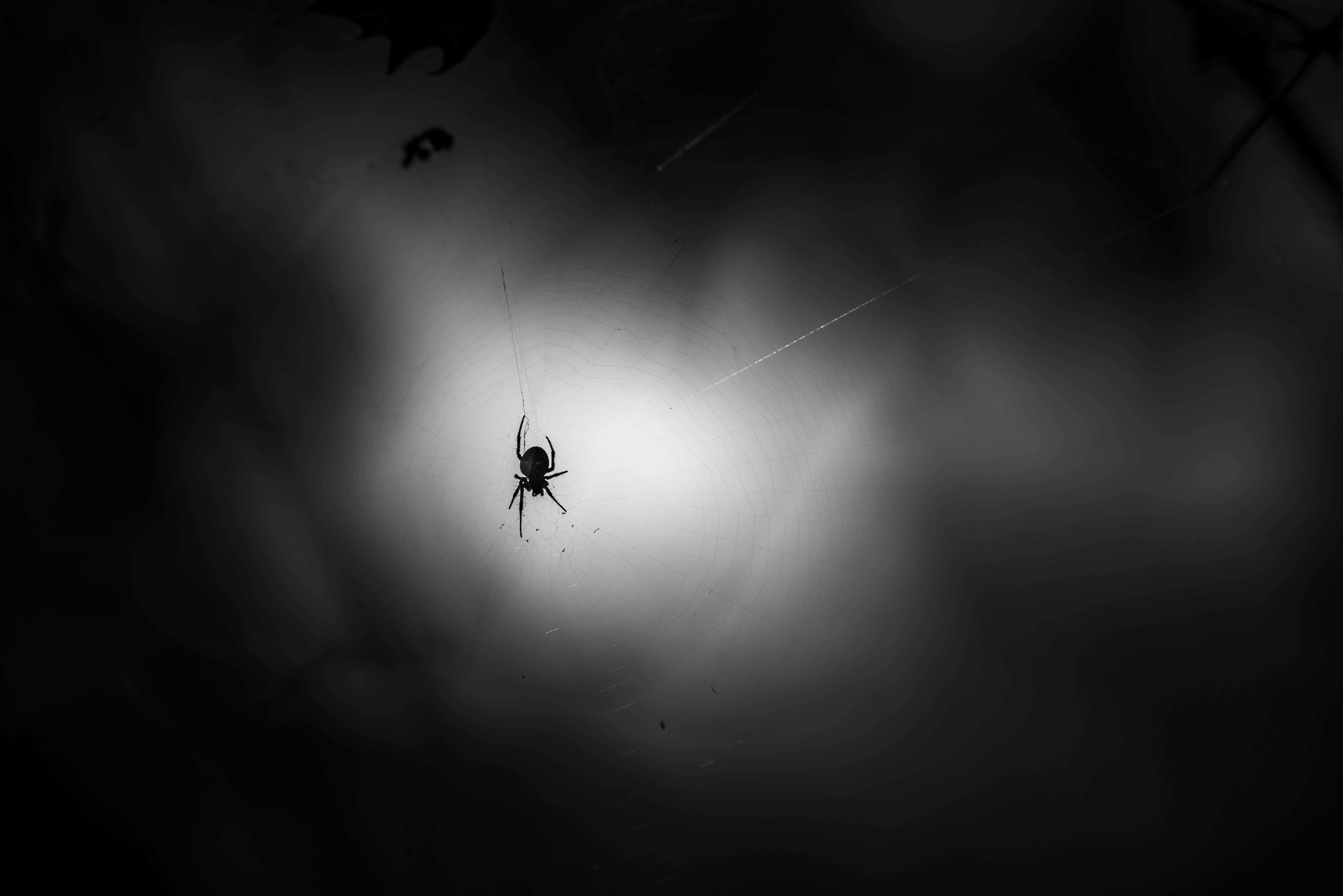 A Grayscale of a Striped Bark Scorpion on a Log · Free Stock Photo