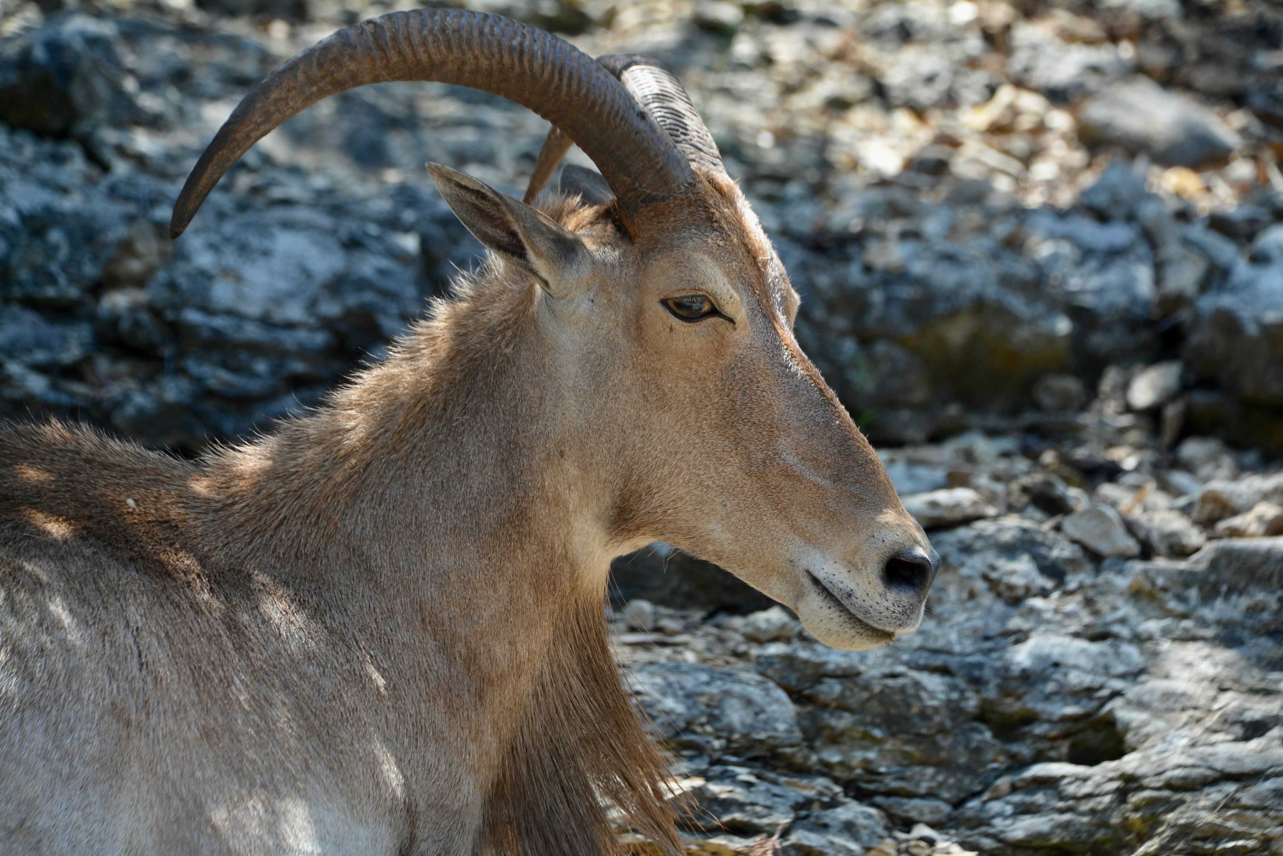 Close-up Photo of a Mountain Goat · Free Stock Photo
