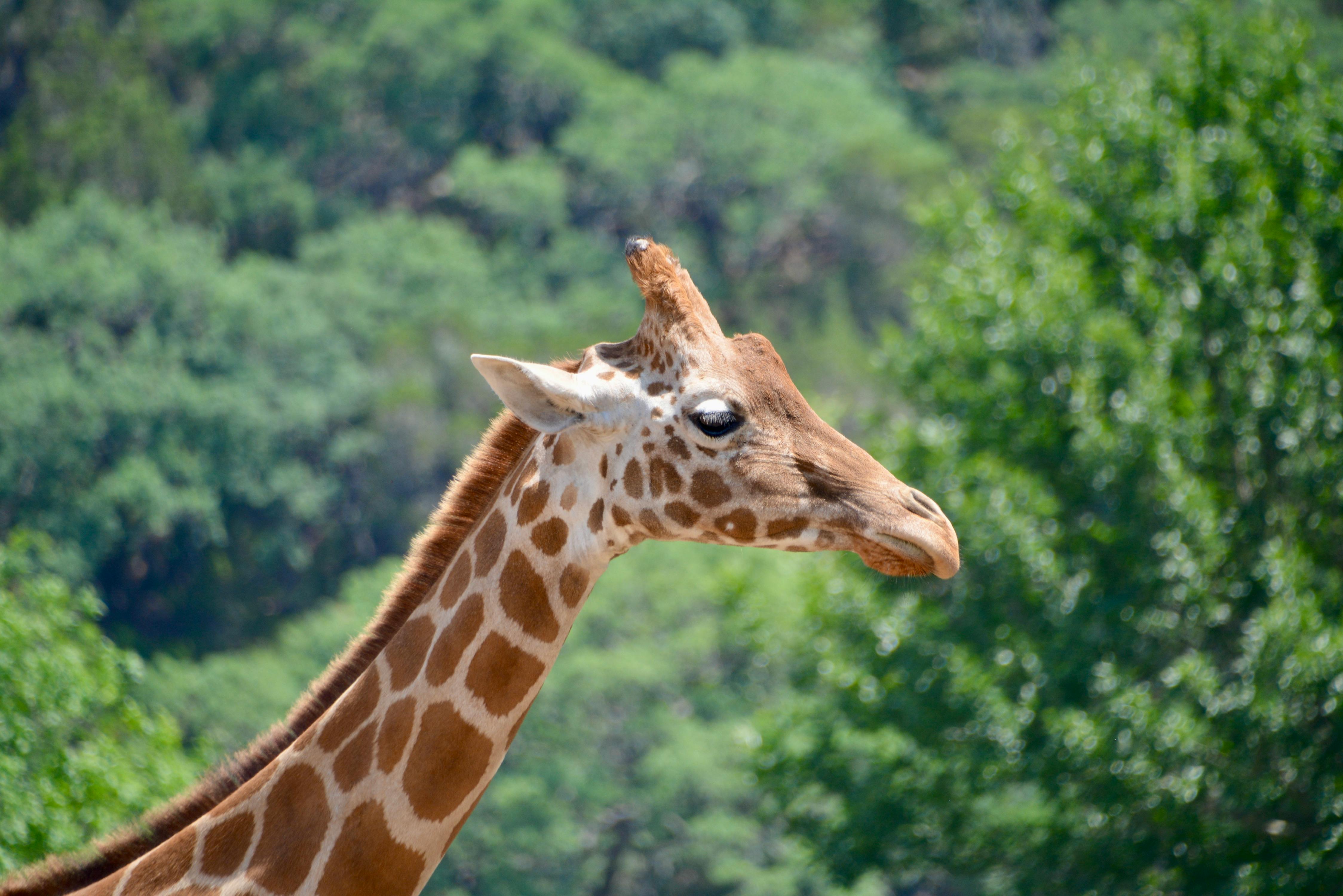 Close-Up Shot of a Giraffe's Head · Free Stock Photo