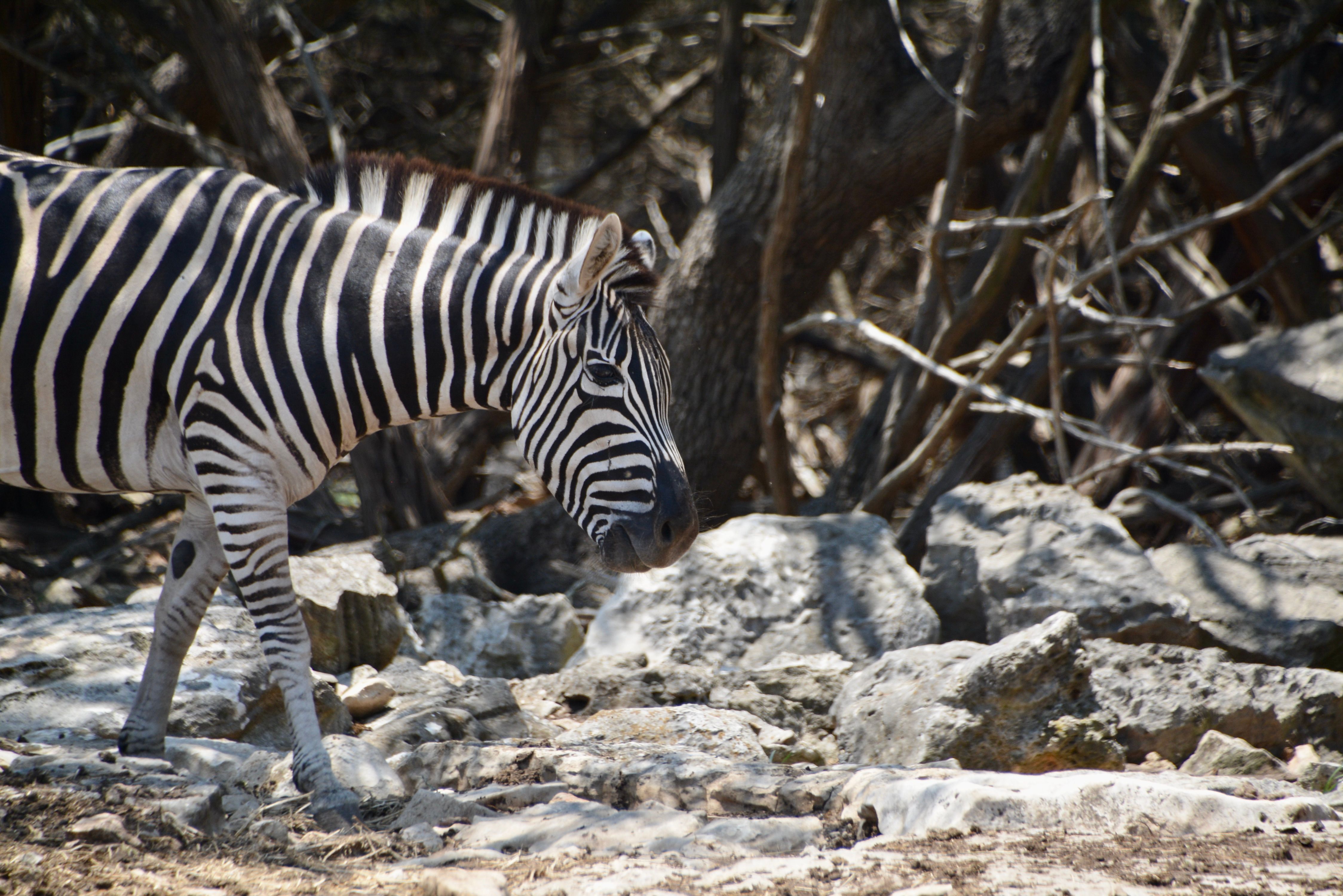 Close-Up Shot of a Zebra · Free Stock Photo