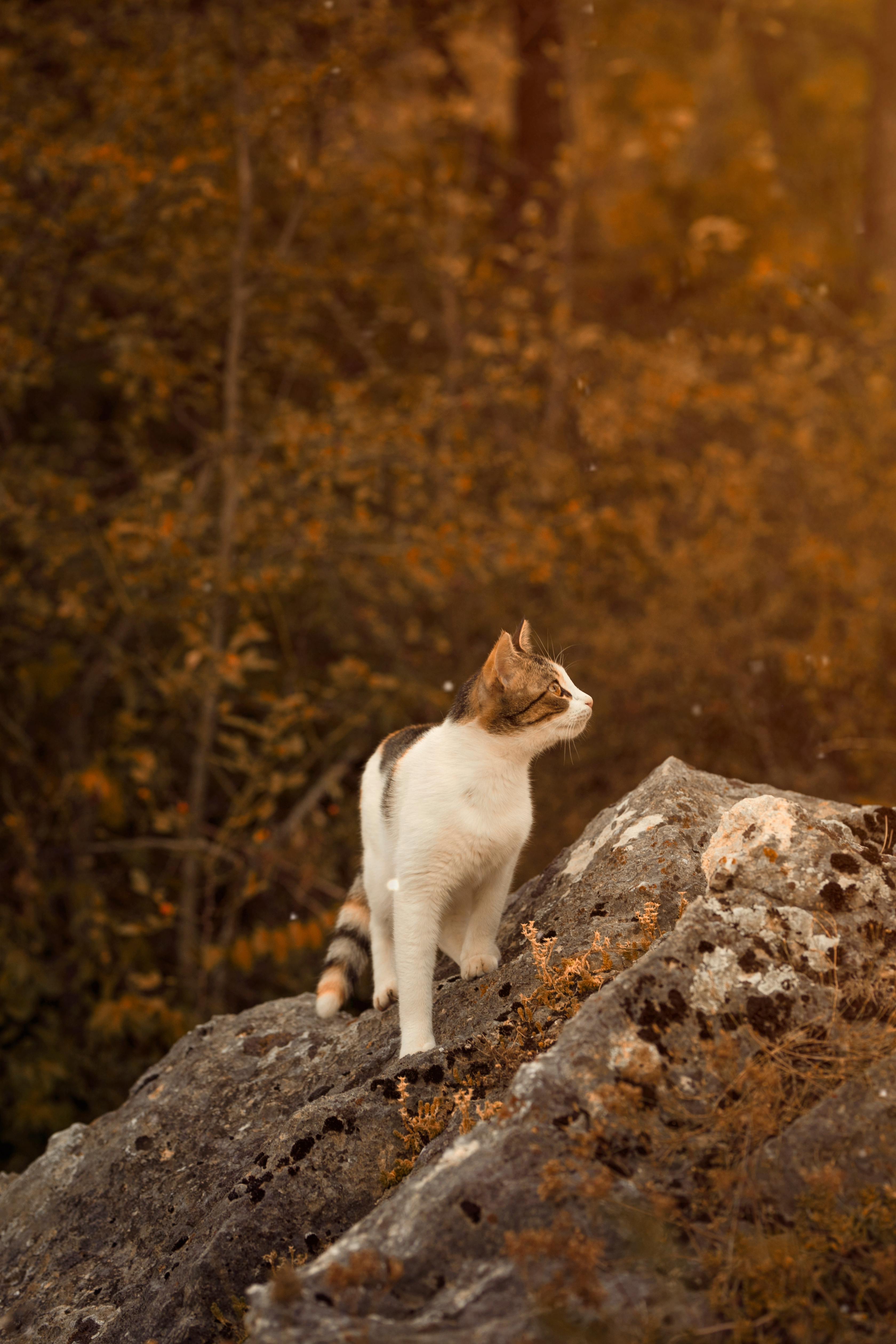 A Cat Standing on the Rock · Free Stock Photo