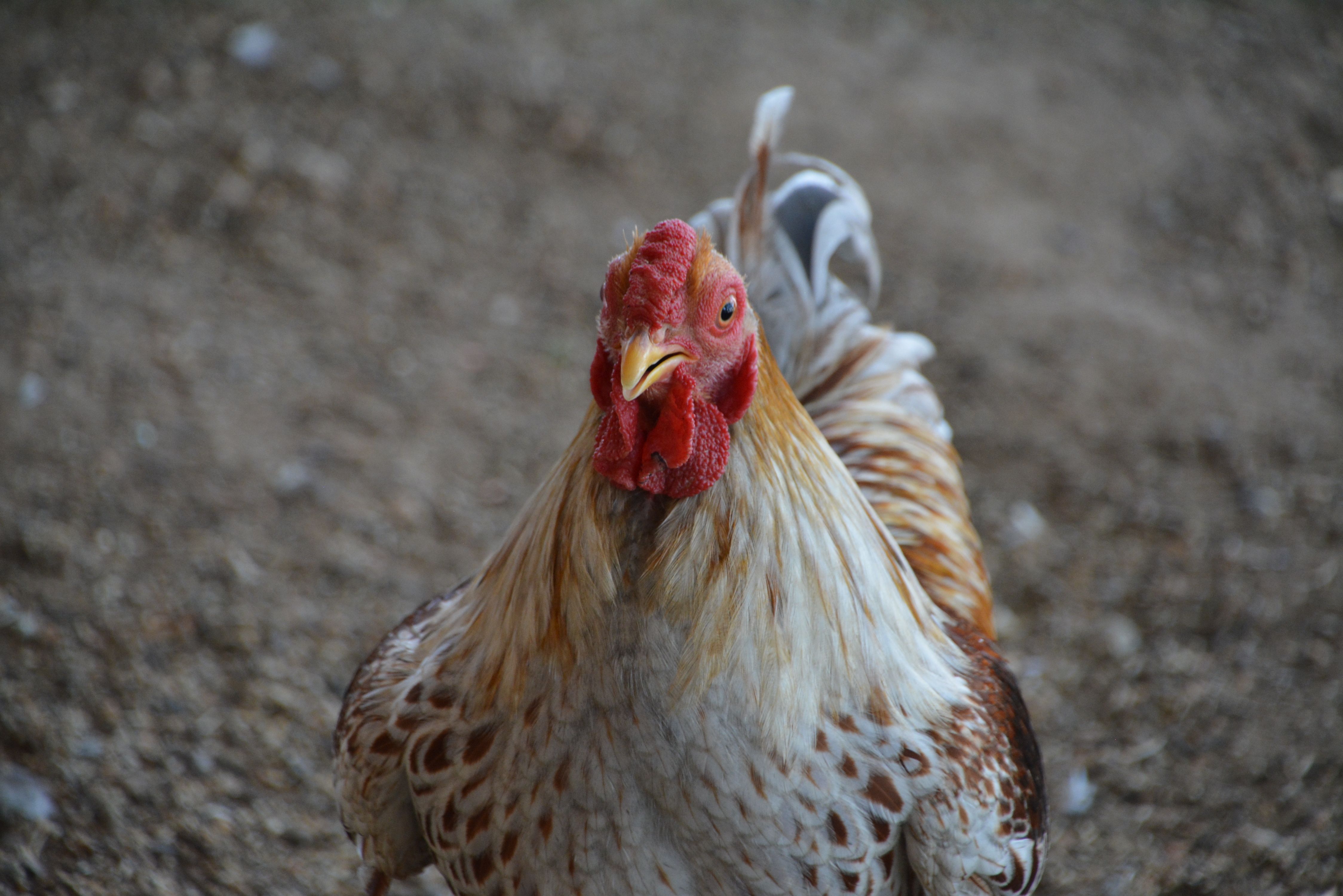 Chicken Animal Photos, Download Free Chicken Animal Stock Photos & HD ...