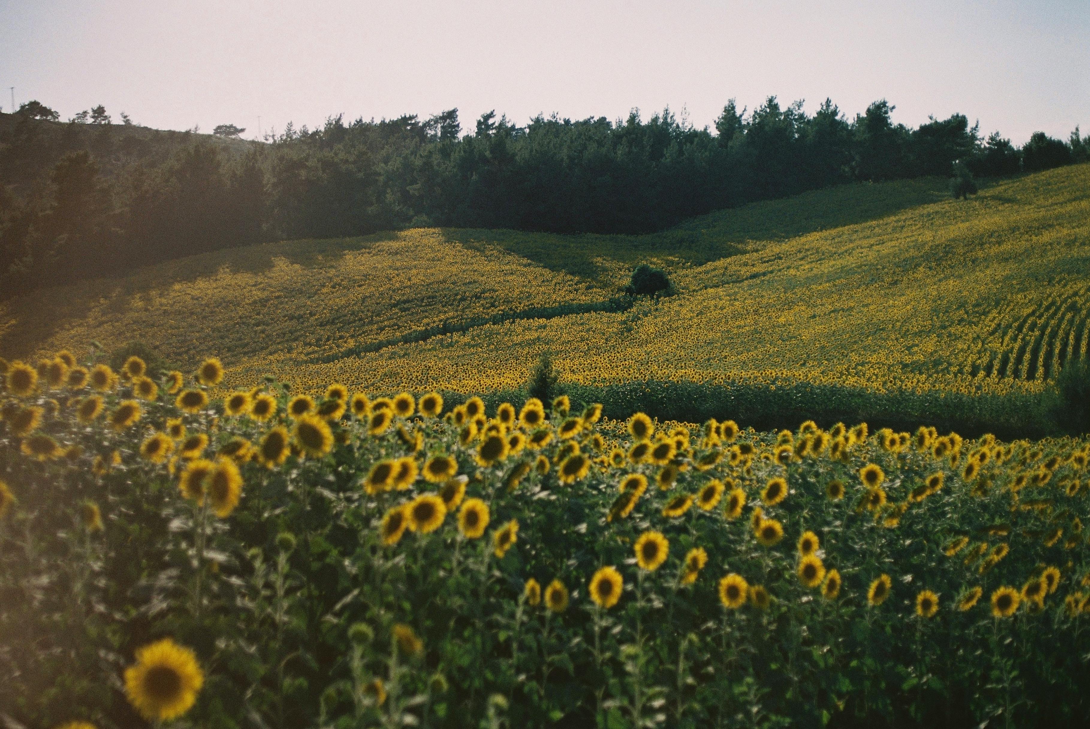 A Sunflower Field · Free Stock Photo