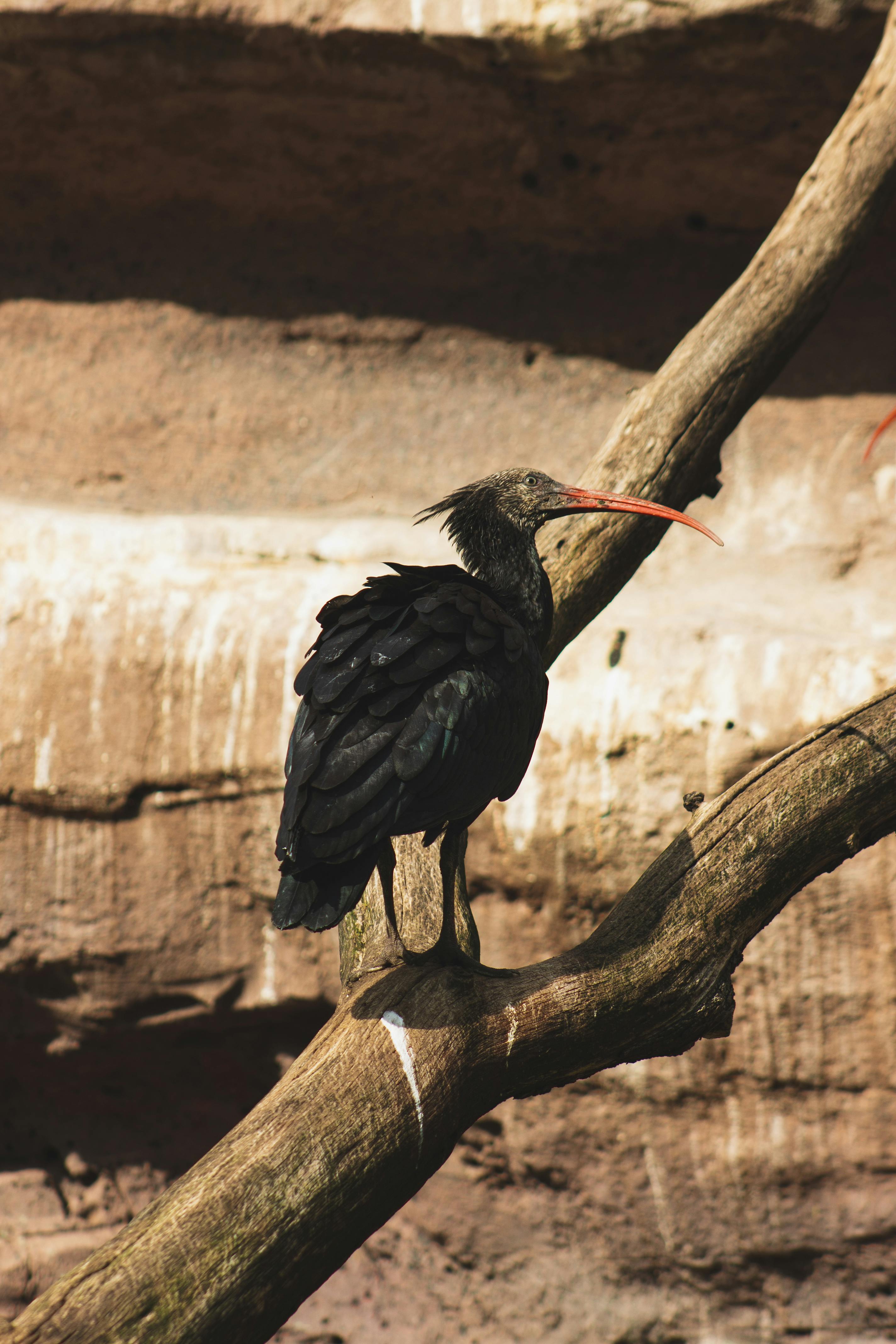 Waldrapp Photos Download Free Waldrapp Stock Photos Hd Images