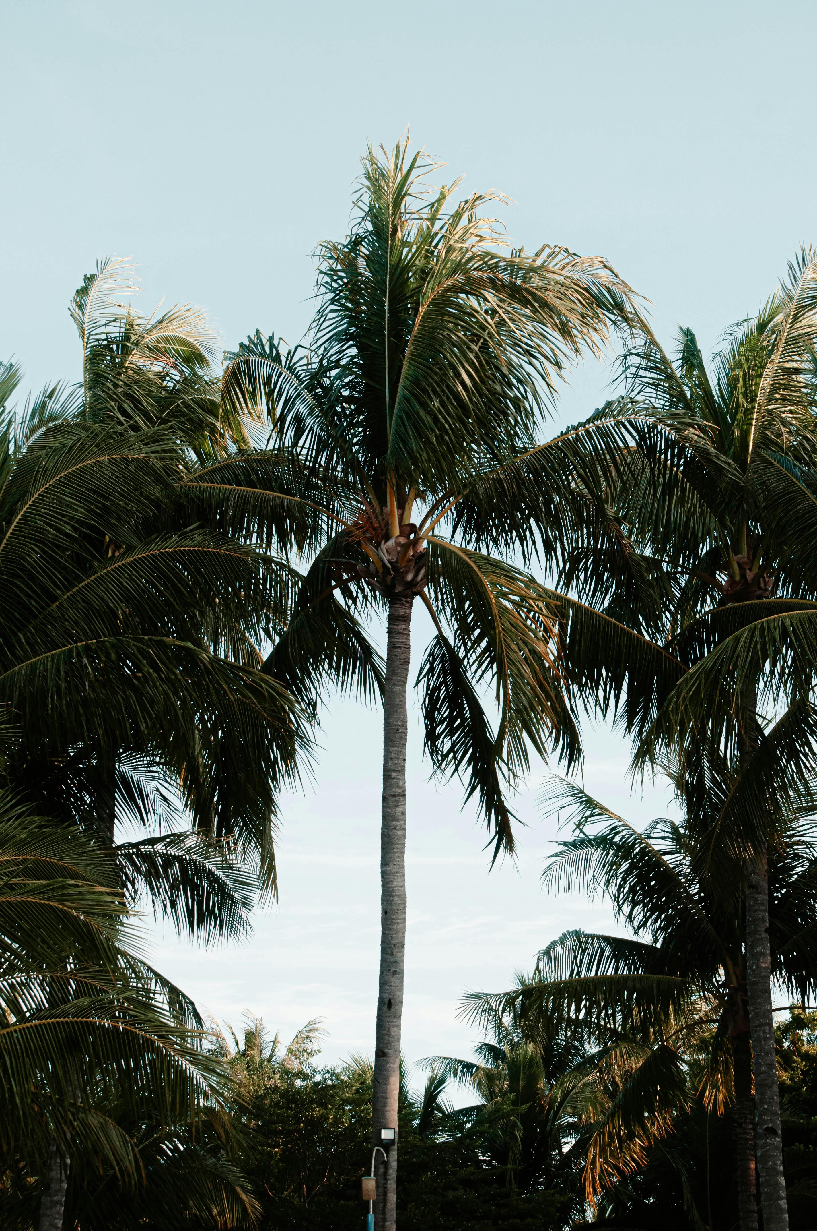 Green Palm Trees · Free Stock Photo