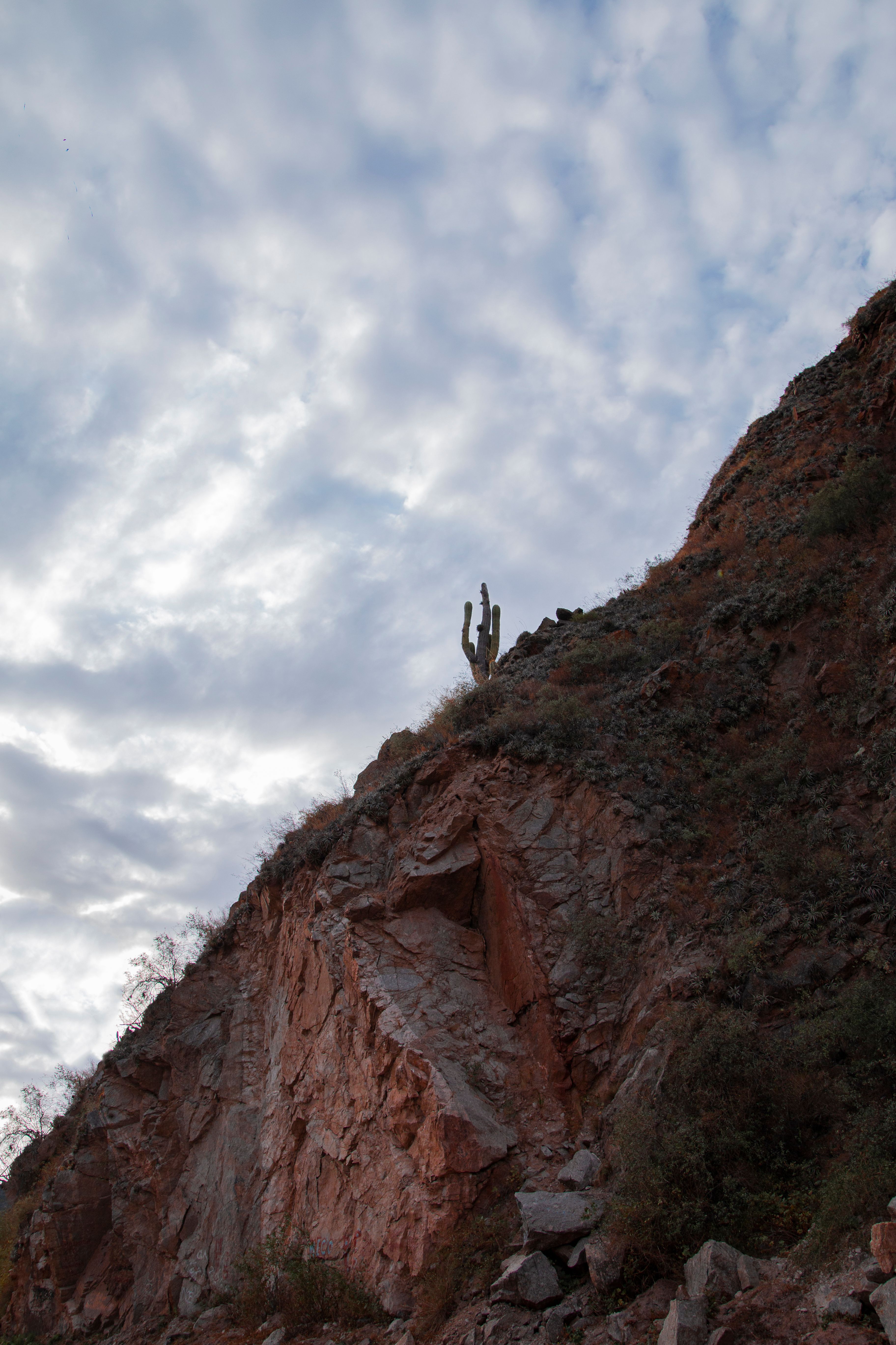 Wild Grass Growth on the Cliff Edge · Free Stock Photo