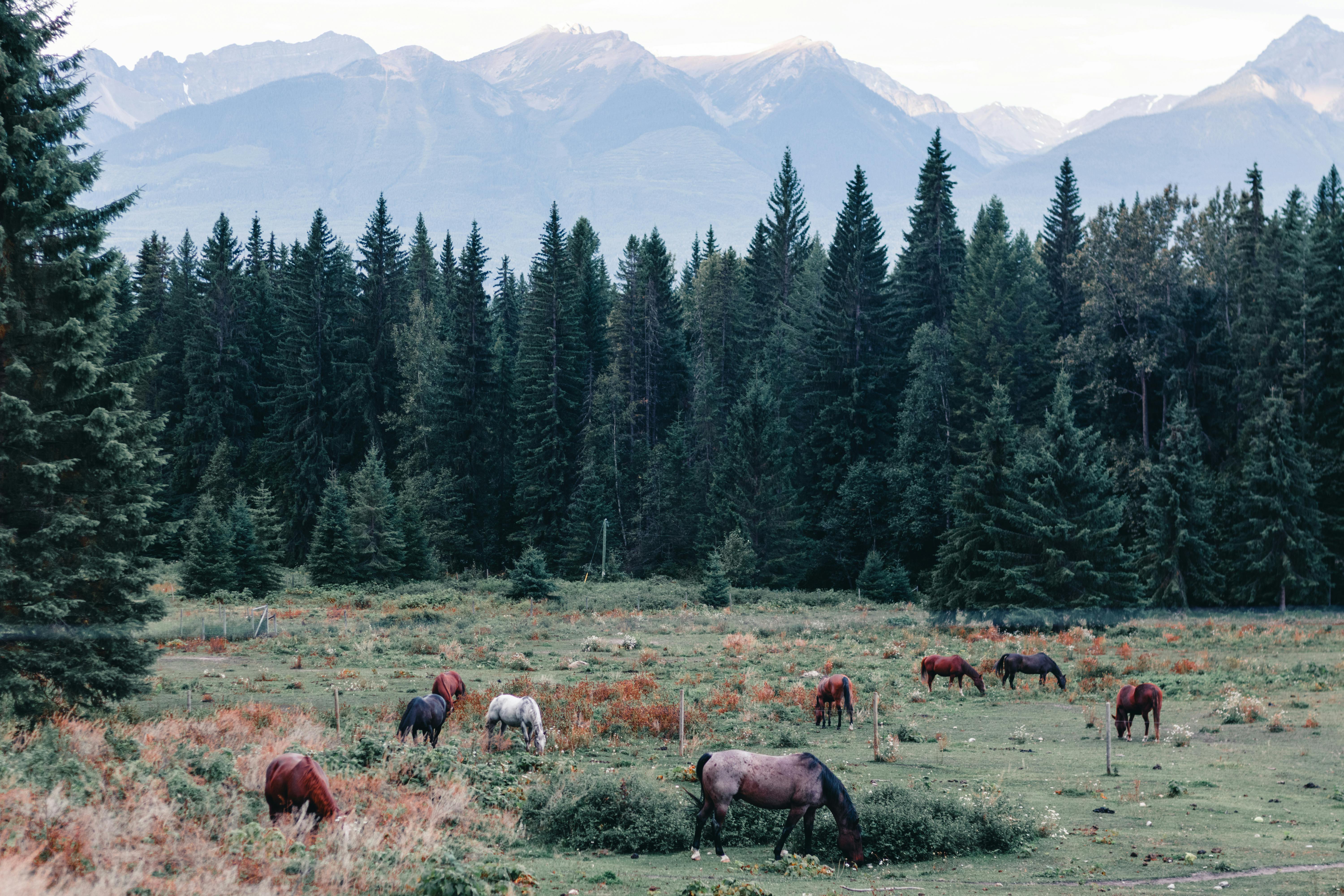 Horse ranch in Golden BC · Free Stock Photo
