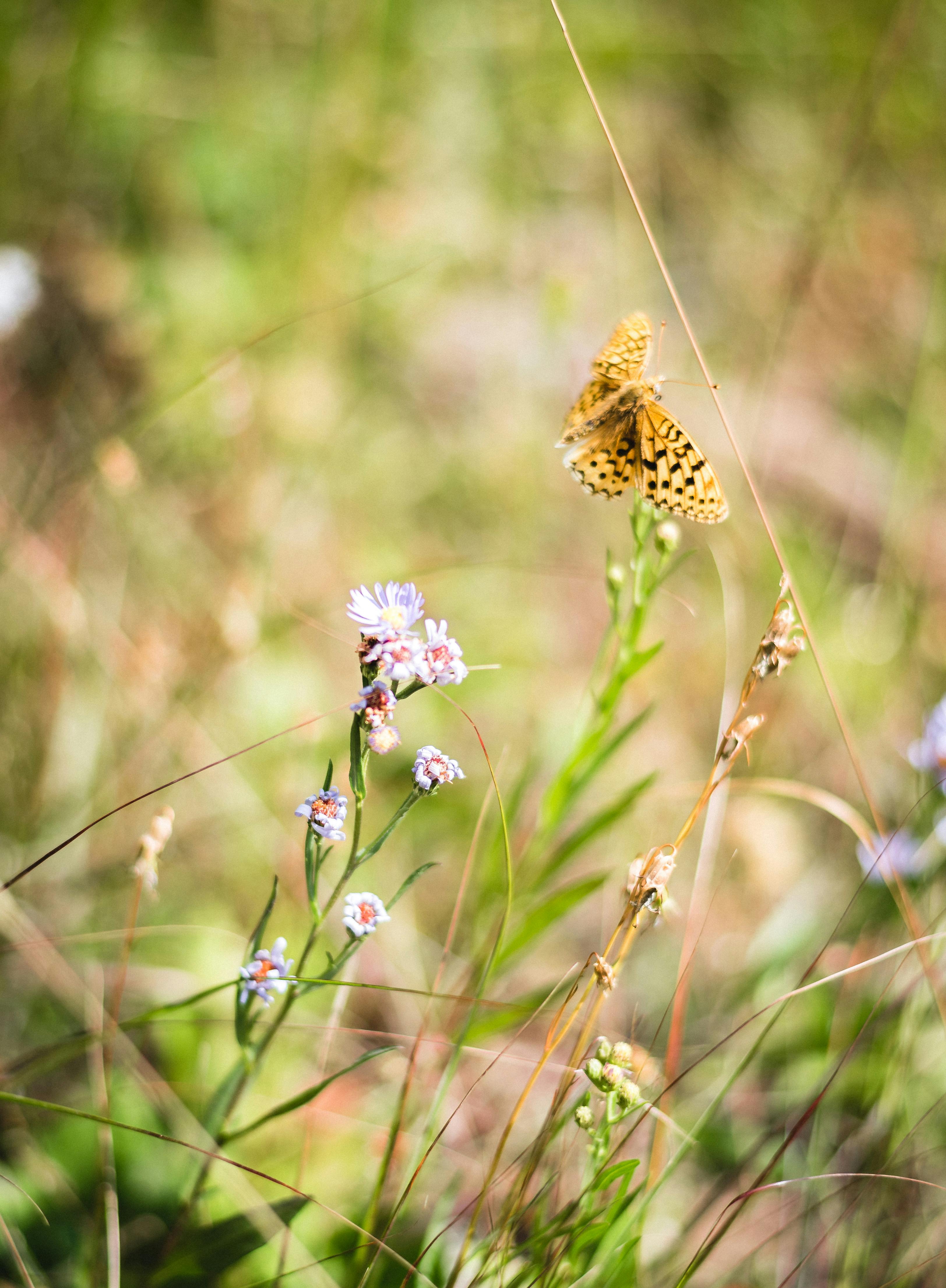 Beautiful Bugs Photos, Download The BEST Free Beautiful Bugs Stock ...