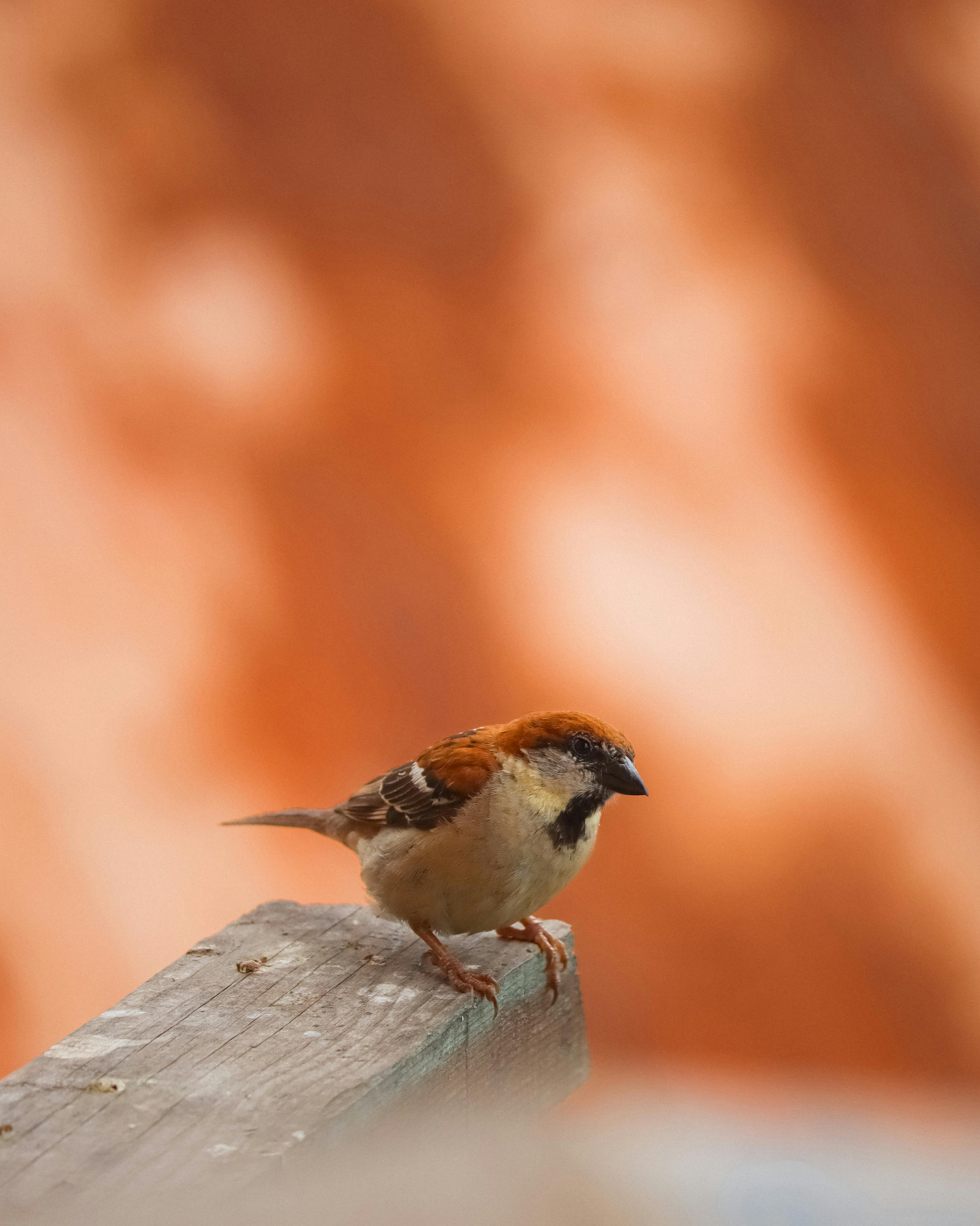 Eurasian Tree Sparrow Photos, Download The BEST Free Eurasian Tree ...