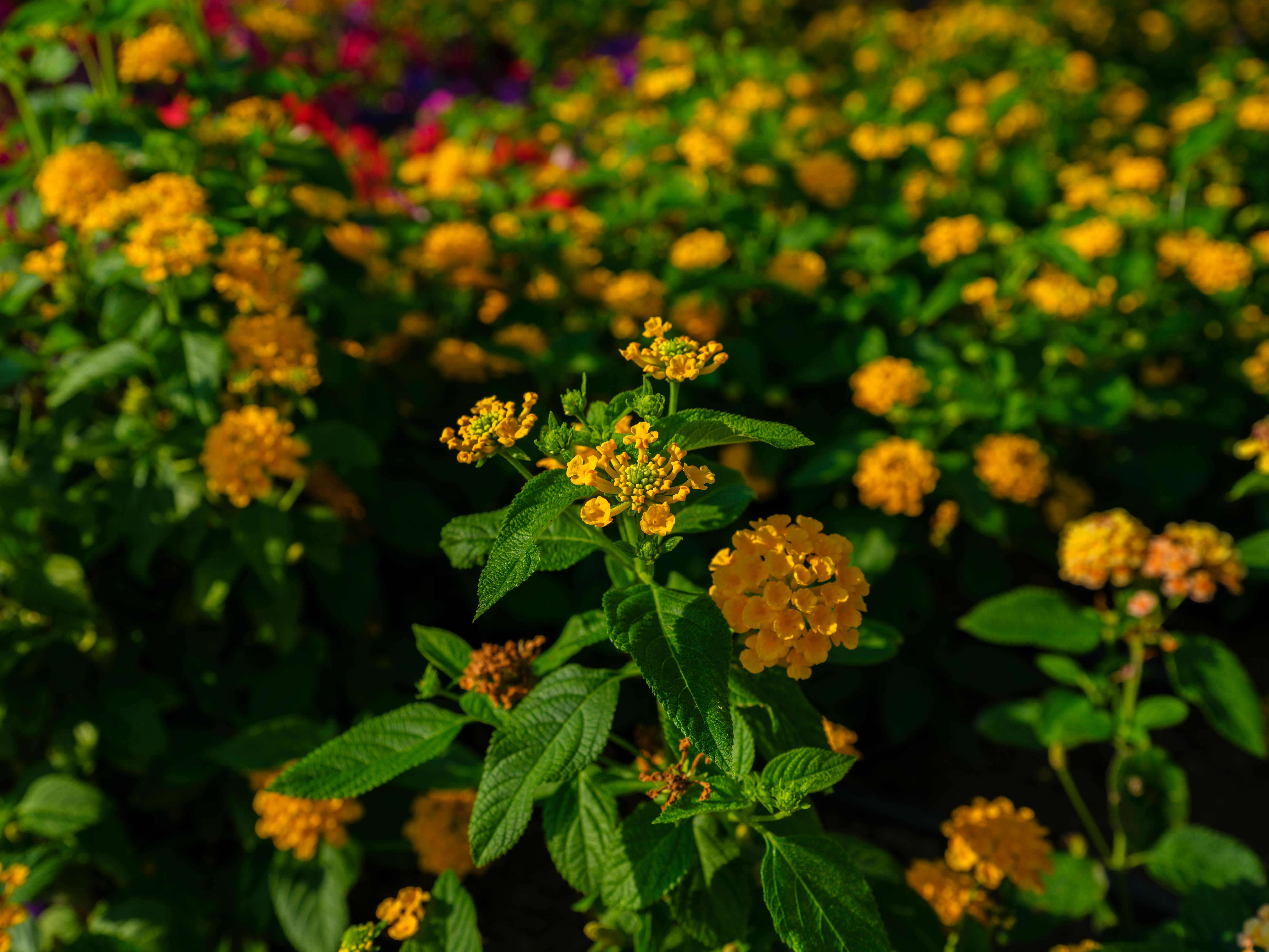 Lantana Flower Photos, Download The BEST Free Lantana Flower Stock ...