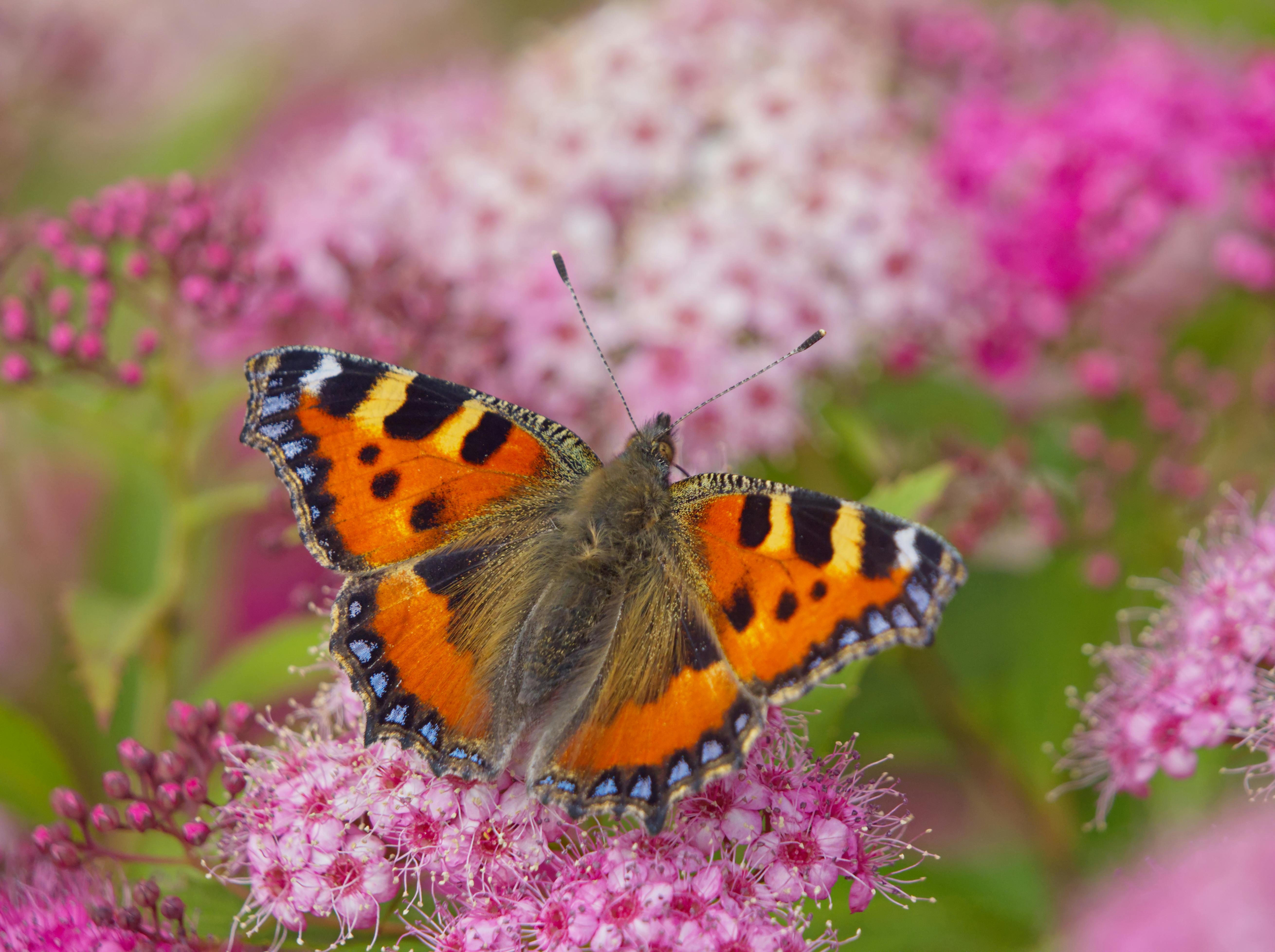 Small Tortoise Shell Butterfly Resting on Pink Flowers · Free Stock Photo