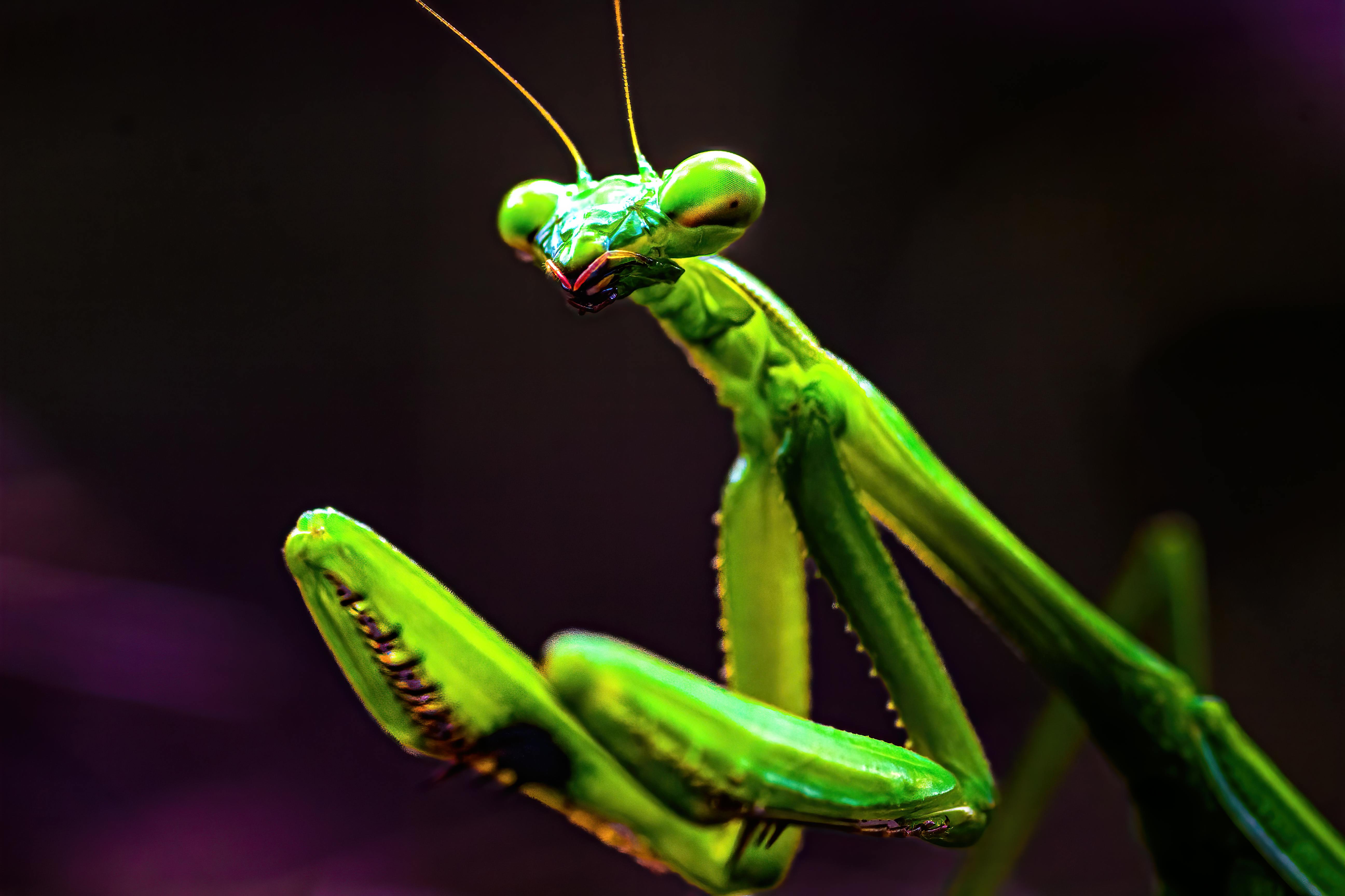 Macro Photography of Green Praying Mantis · Free Stock Photo